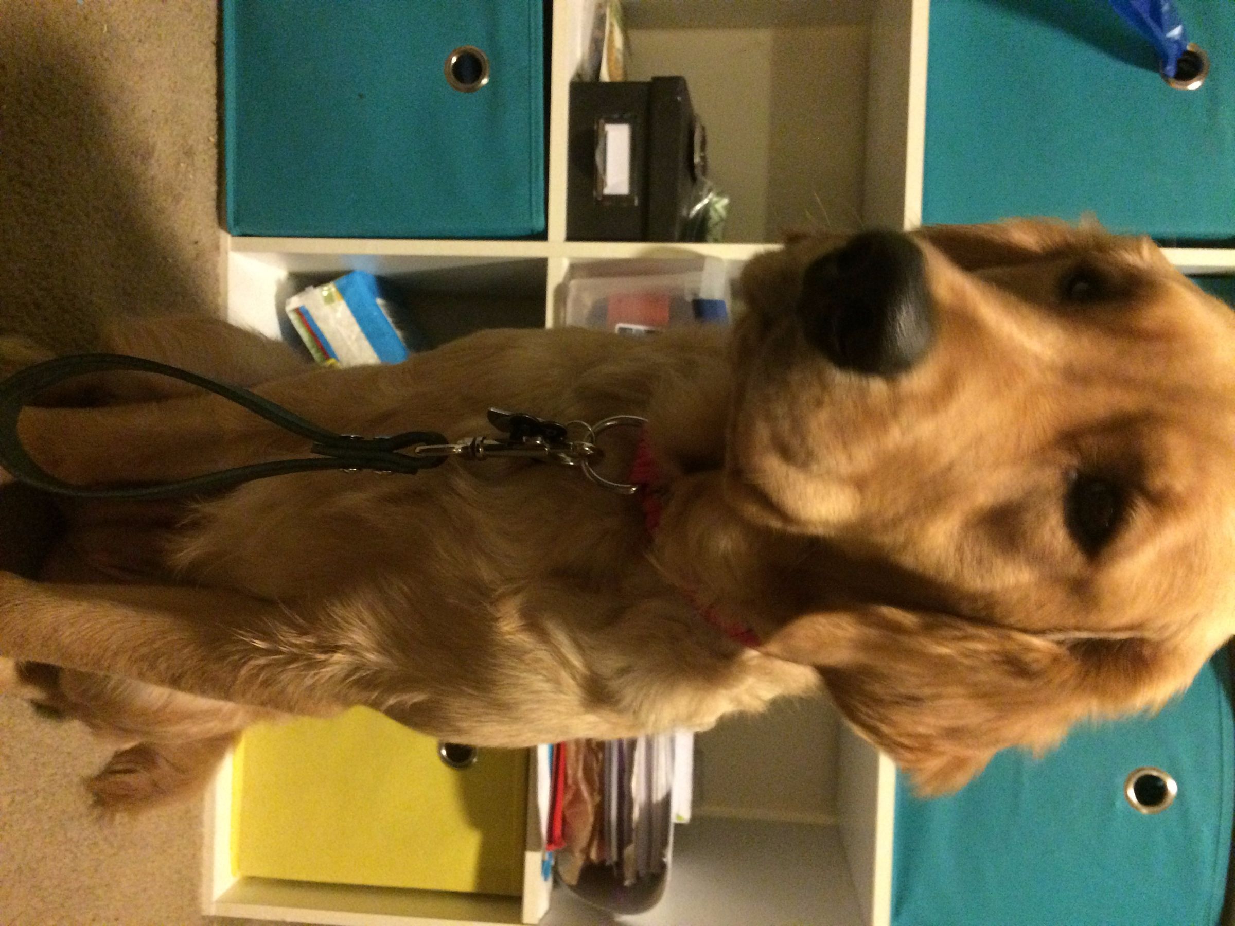 Leather Traffic Handle Dog Leash : 5 Steps (with Pictures) - Instructables