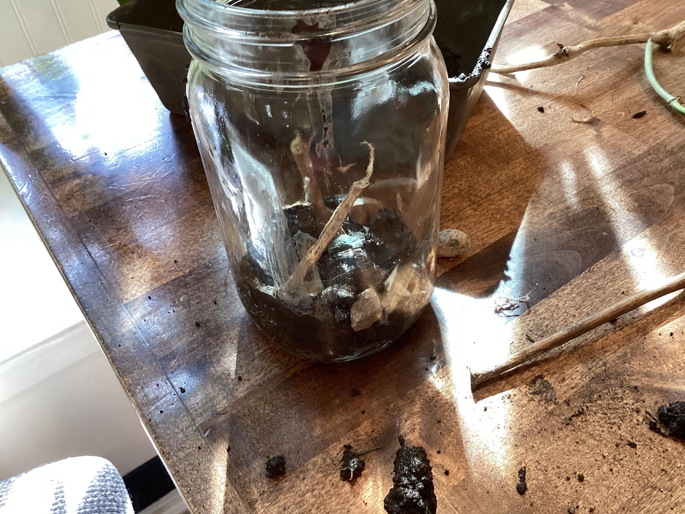 Tropical Terrarium Made Out of a Mason Jar : 5 Steps - Instructables
