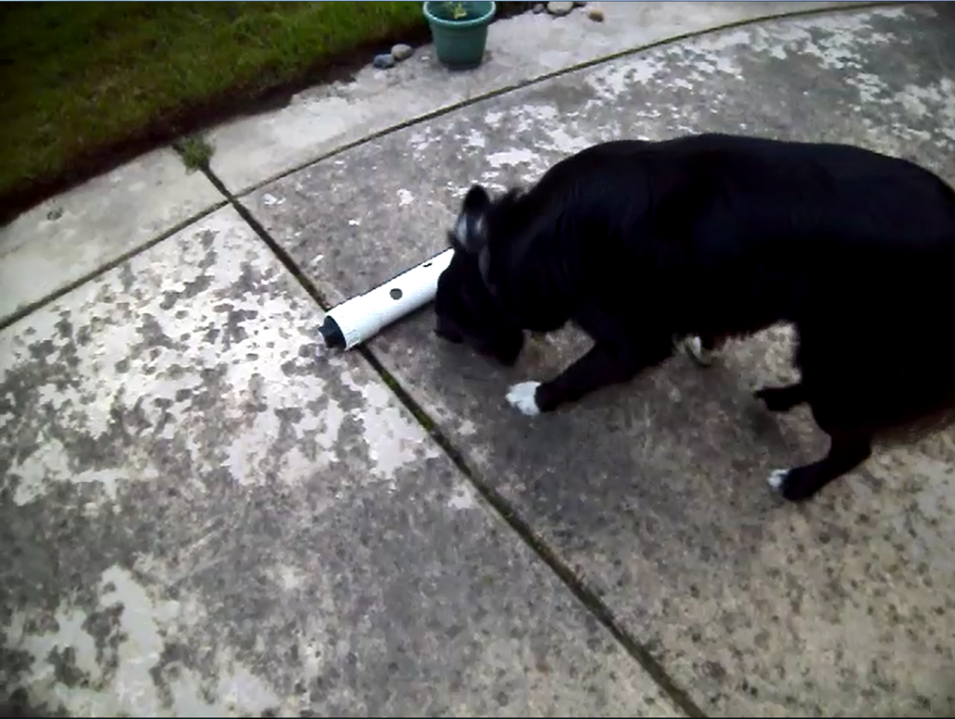 How to Make PVC Pipe Dog Enrichment Toys : 5 Steps (with Pictures ...