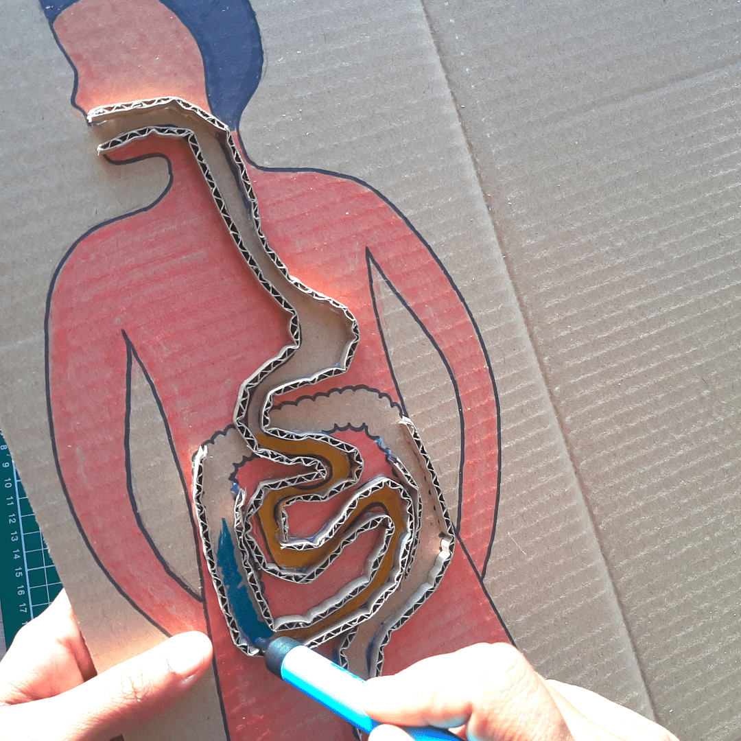 Interactive Digestive System : 9 Steps (with Pictures) - Instructables