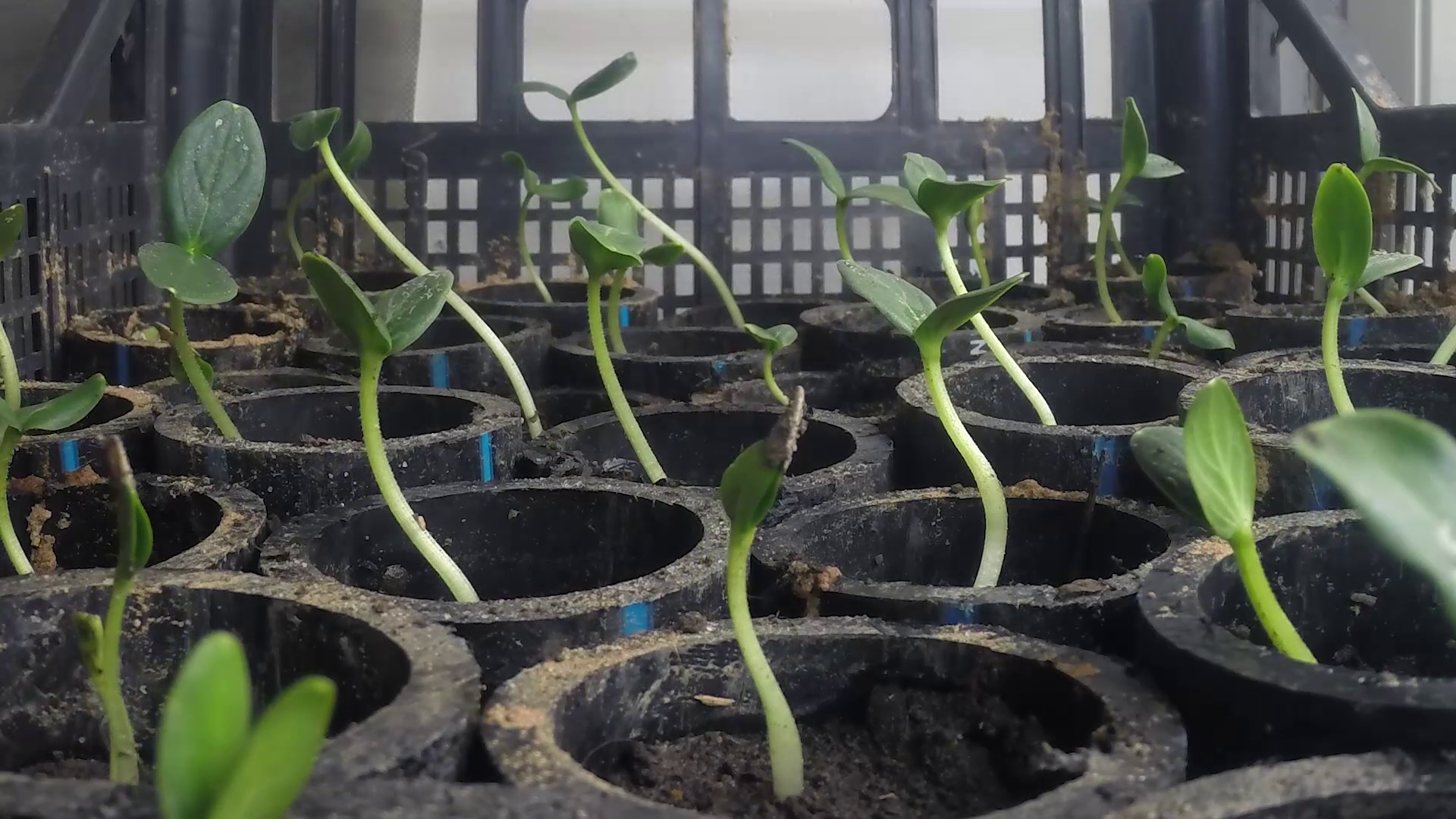 Cube Farm: a Modular, Open Source, Agriculture Platform : 9 Steps (with ...