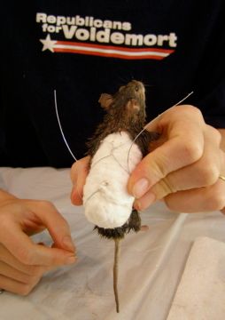 Mouse Taxidermy : 27 Steps (with Pictures) - Instructables