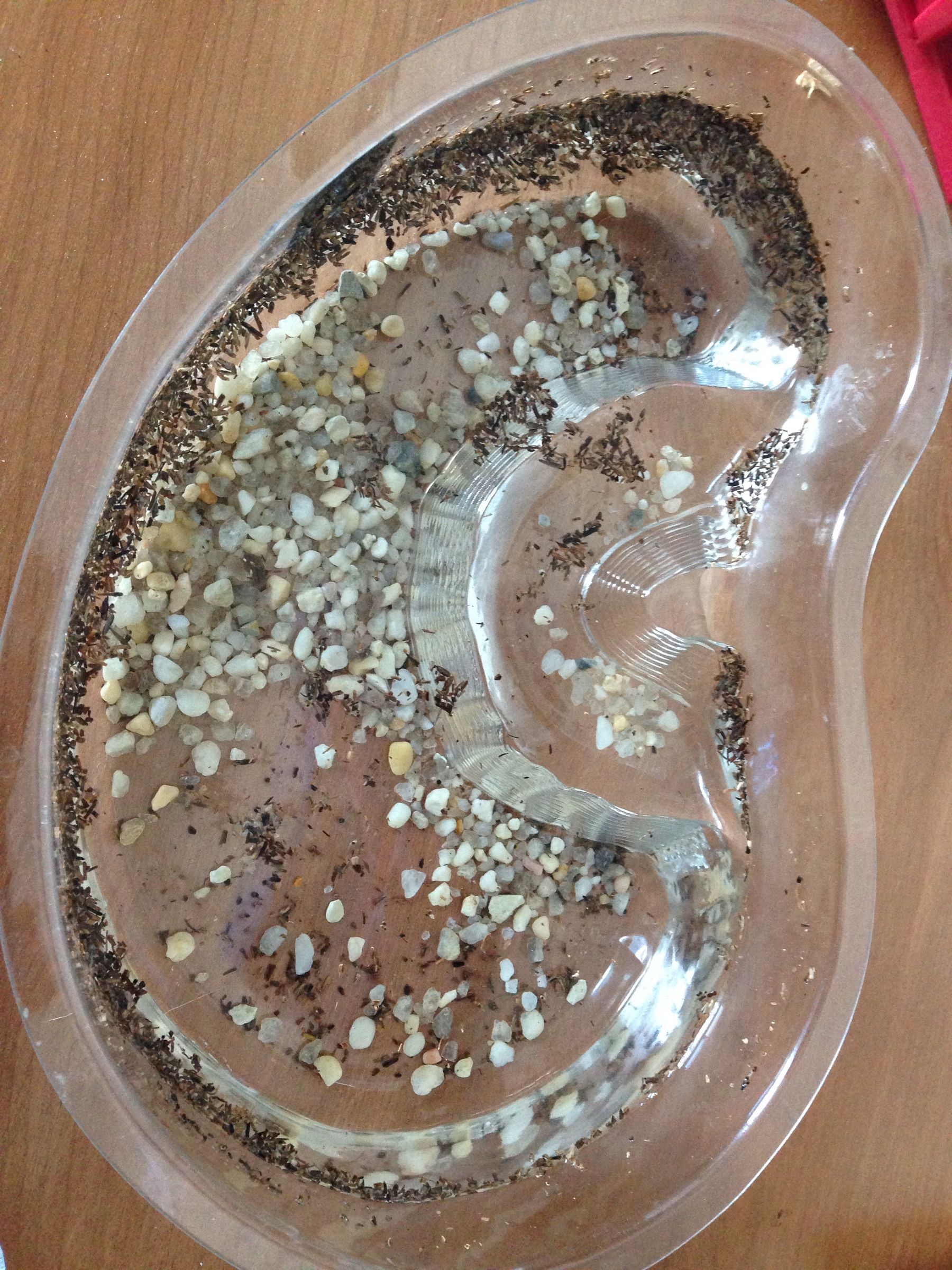Hatching Fossils! : 4 Steps - Instructables