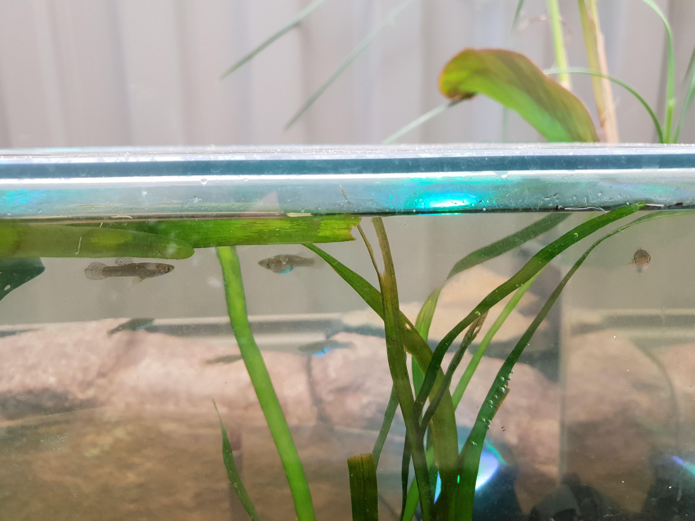 Inverted Fish Tank Tower : 5 Steps (with Pictures) - Instructables