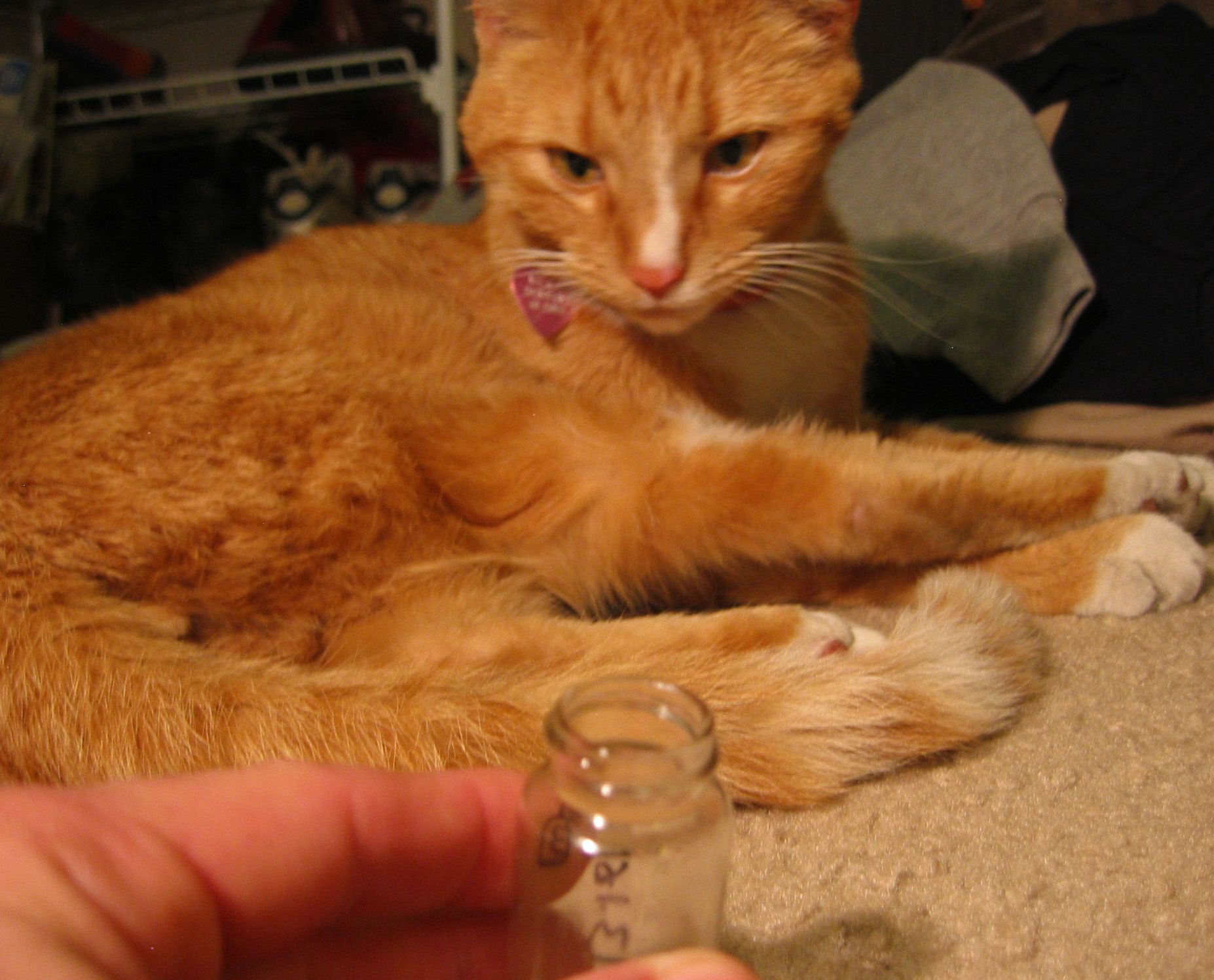 DIY Kitty Crack: Ultra-potent Catnip Extract : 17 Steps (with Pictures) - Instructables