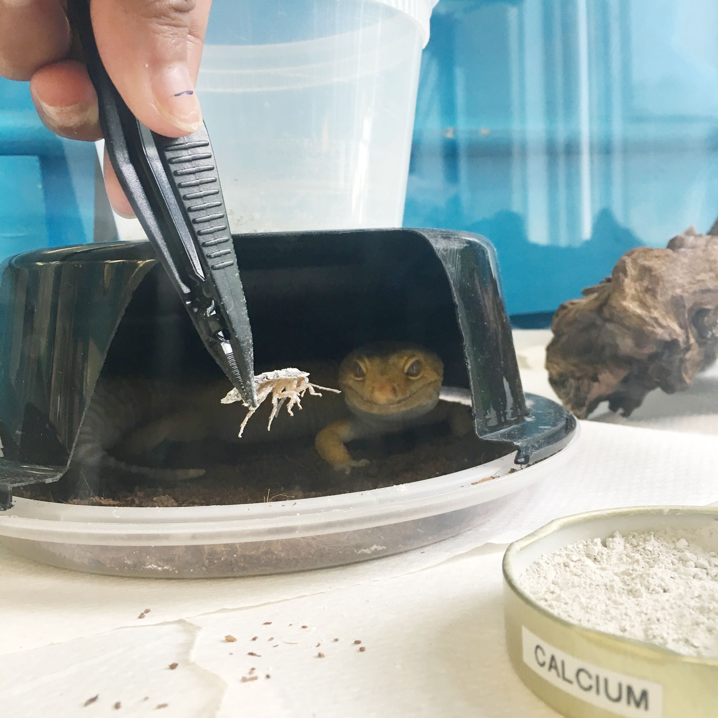 How to Feed Your Dinosaur : 5 Steps (with Pictures) - Instructables