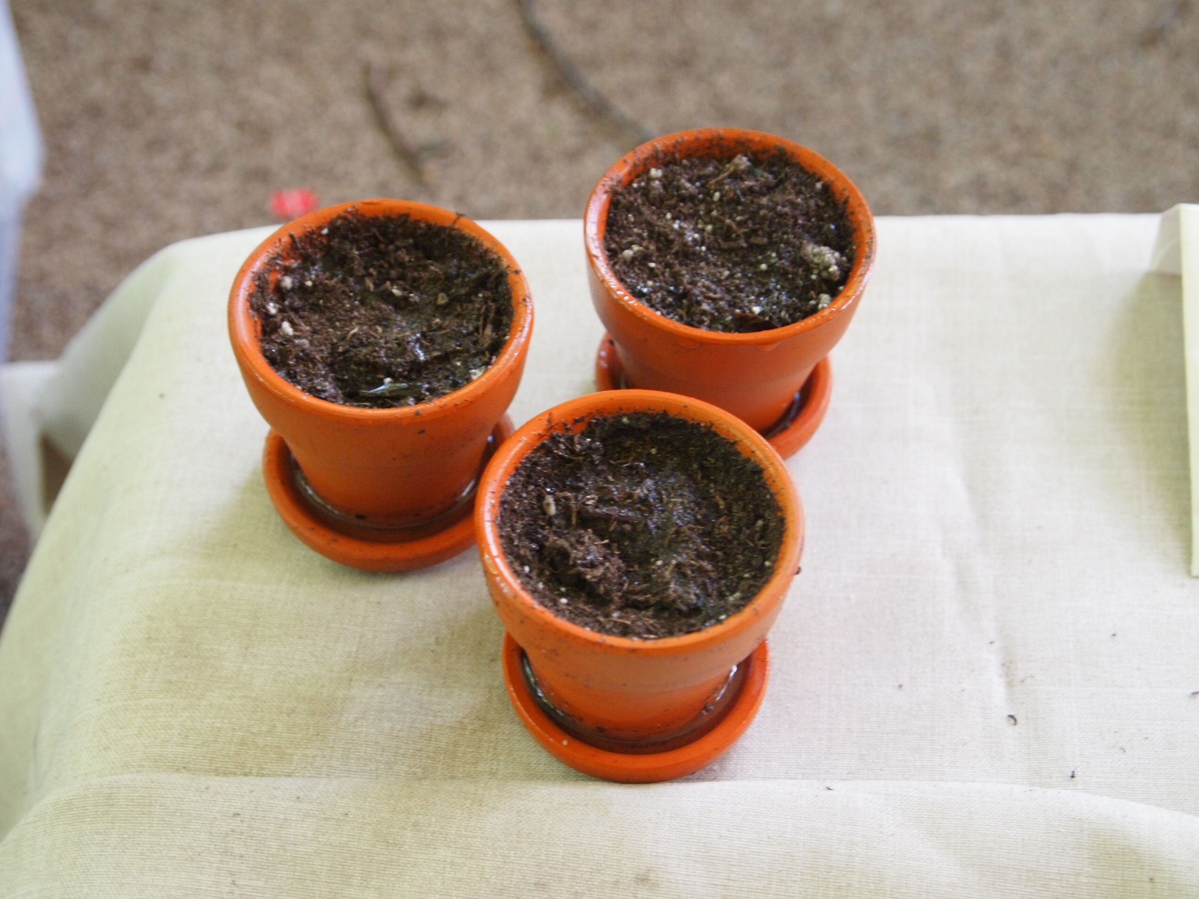 3 Days From Seed to Sprouting Plants : 4 Steps (with Pictures ...