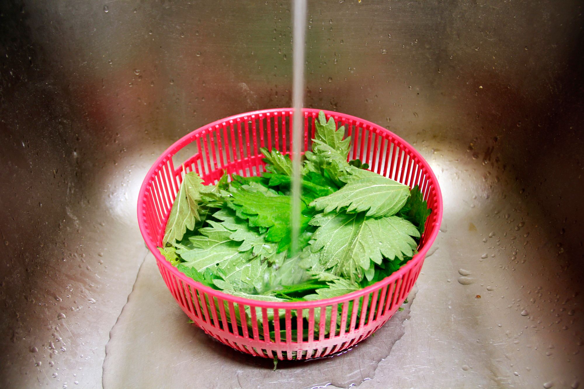 The Penultimate Nettle Guide : 11 Steps (with Pictures) - Instructables