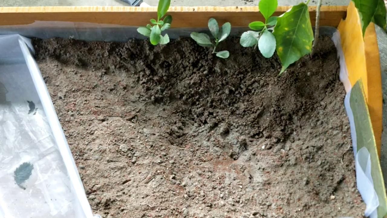 Turtle Habitat for Baby Turtles | Homemade Turtle Garden : 18 Steps ...