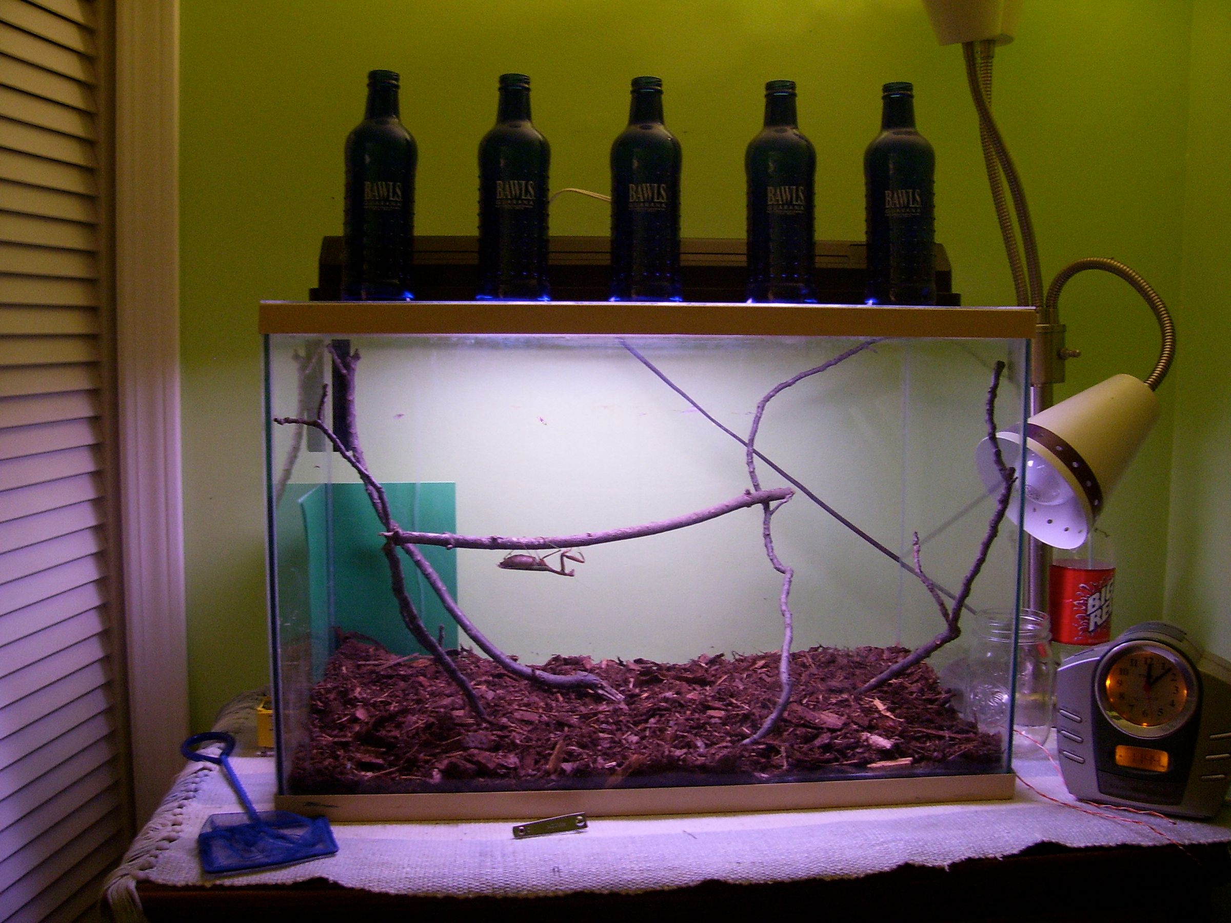 How to Care for a Praying Mantis : 4 Steps - Instructables