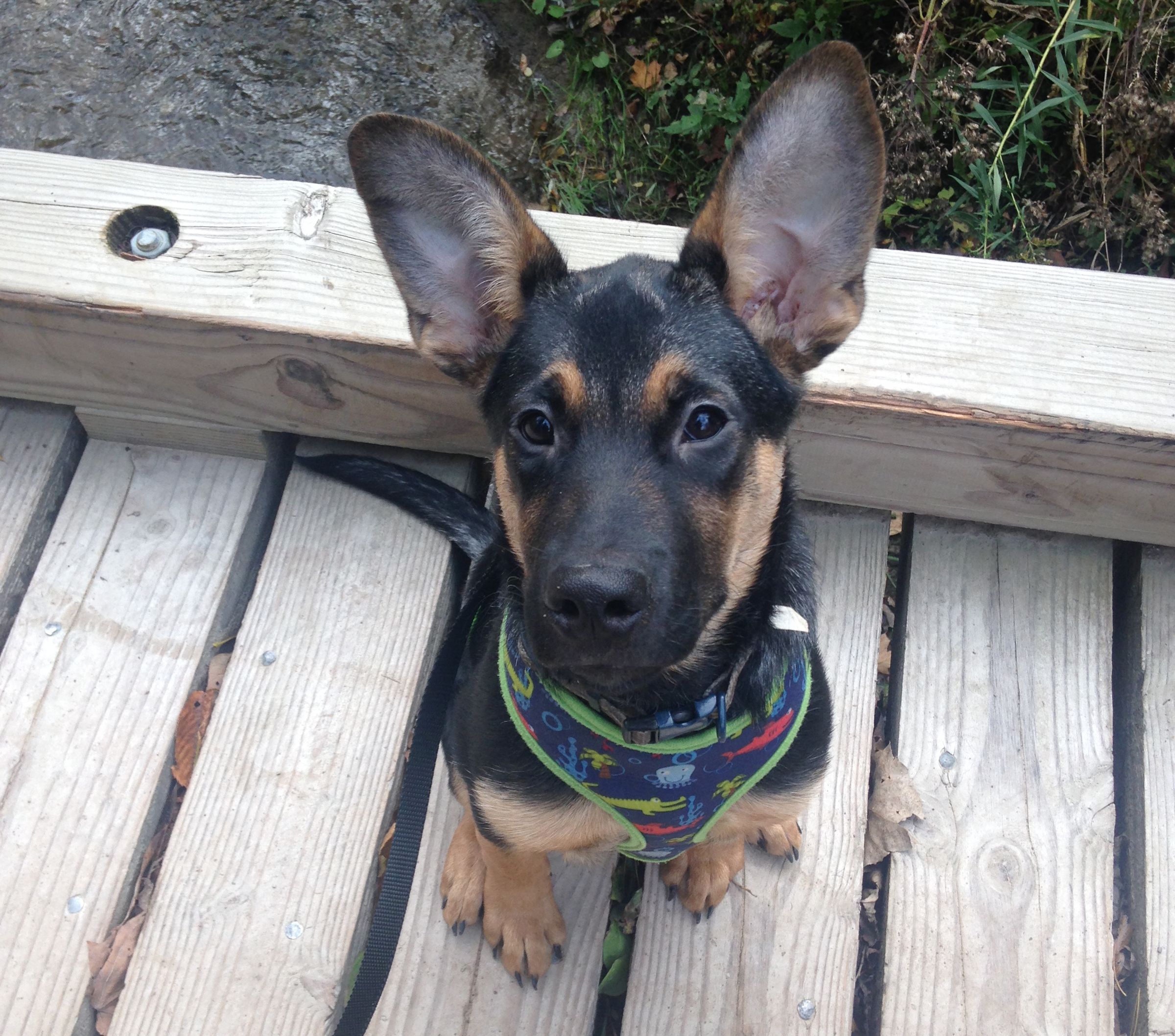 How to Choose a Second Dog : 9 Steps (with Pictures) - Instructables