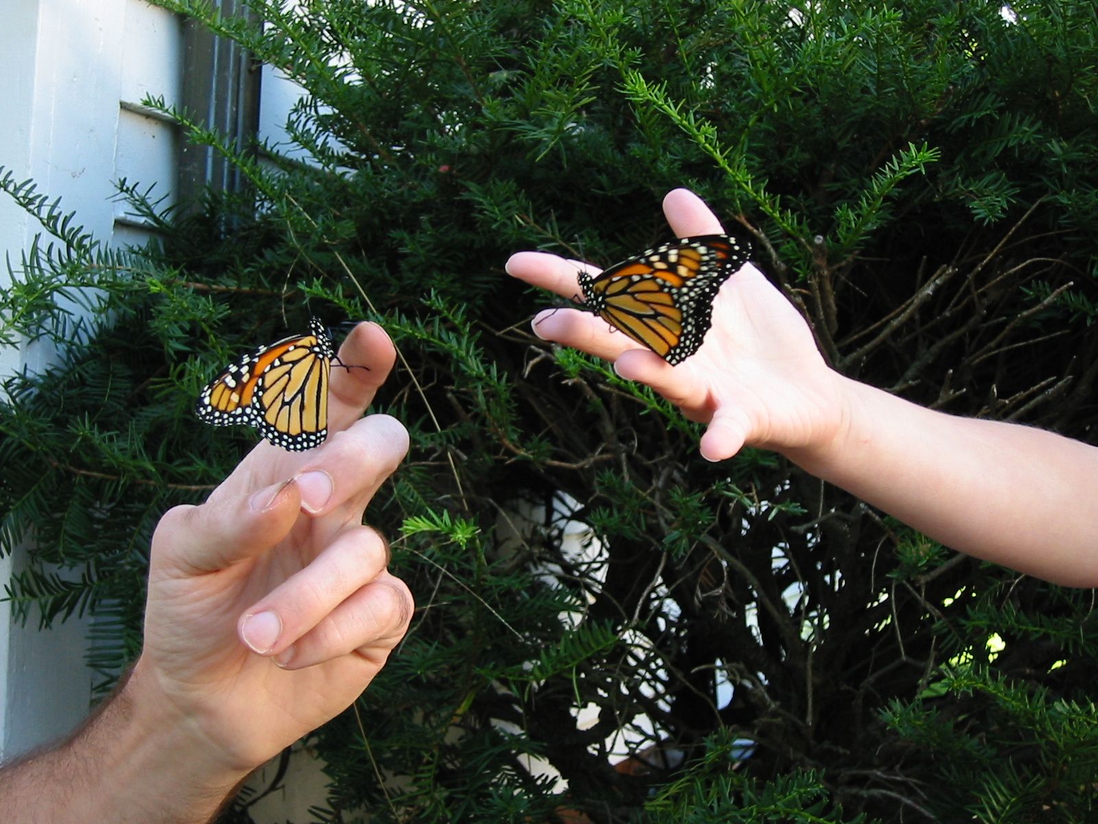 Monarch Butterflies -- Egg to Butterfly : 12 Steps (with Pictures ...