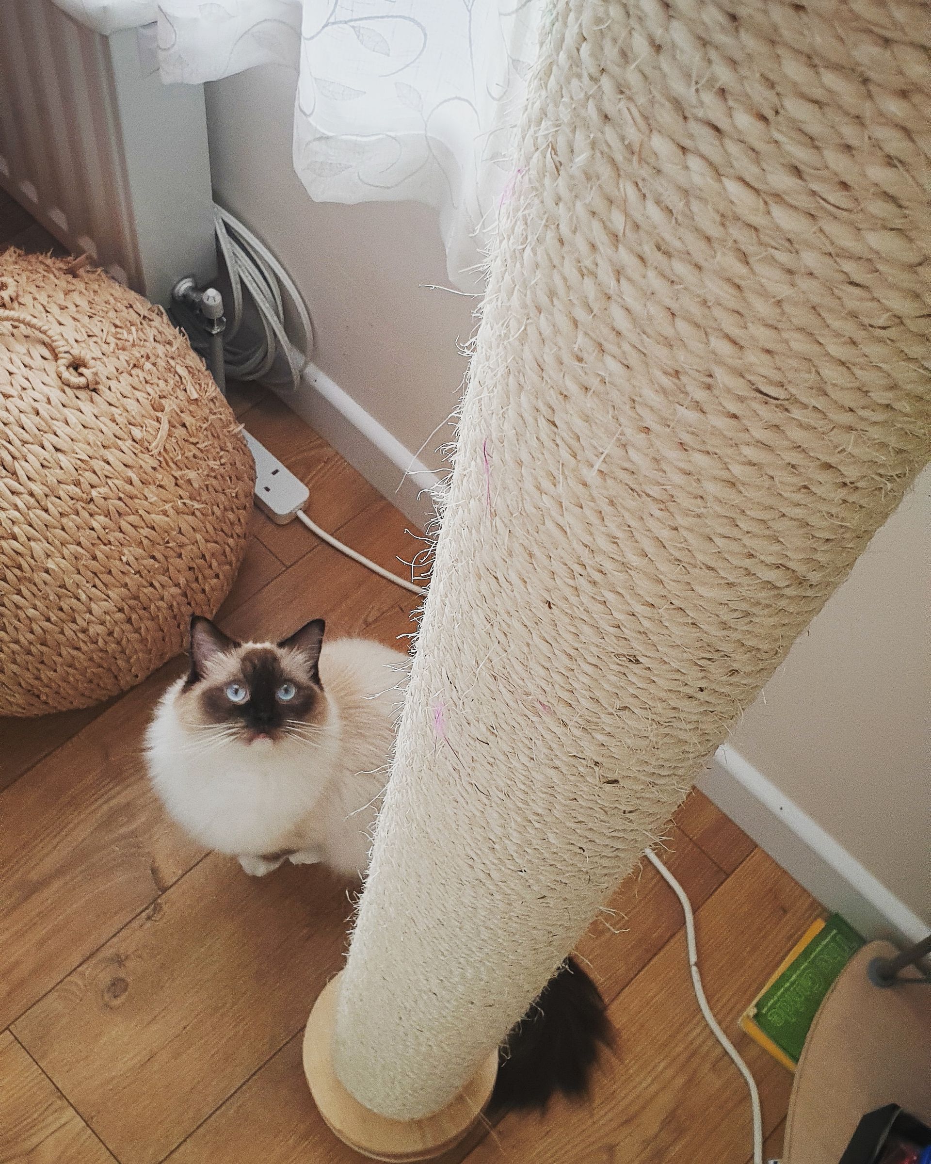 Full Size Cat Scratching / Climbing Post : 7 Steps - Instructables