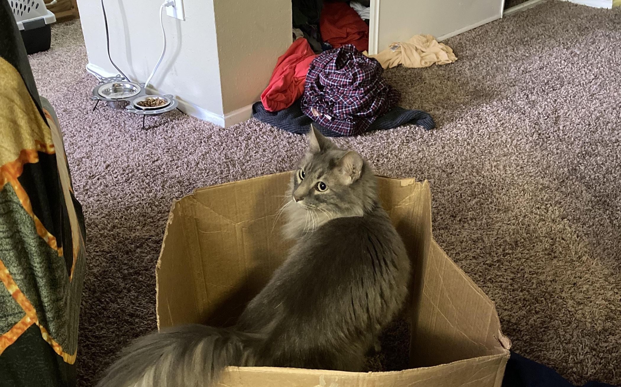 Recycle Shipping Boxes Into a Cat Scratching Circle : 3 Steps ...