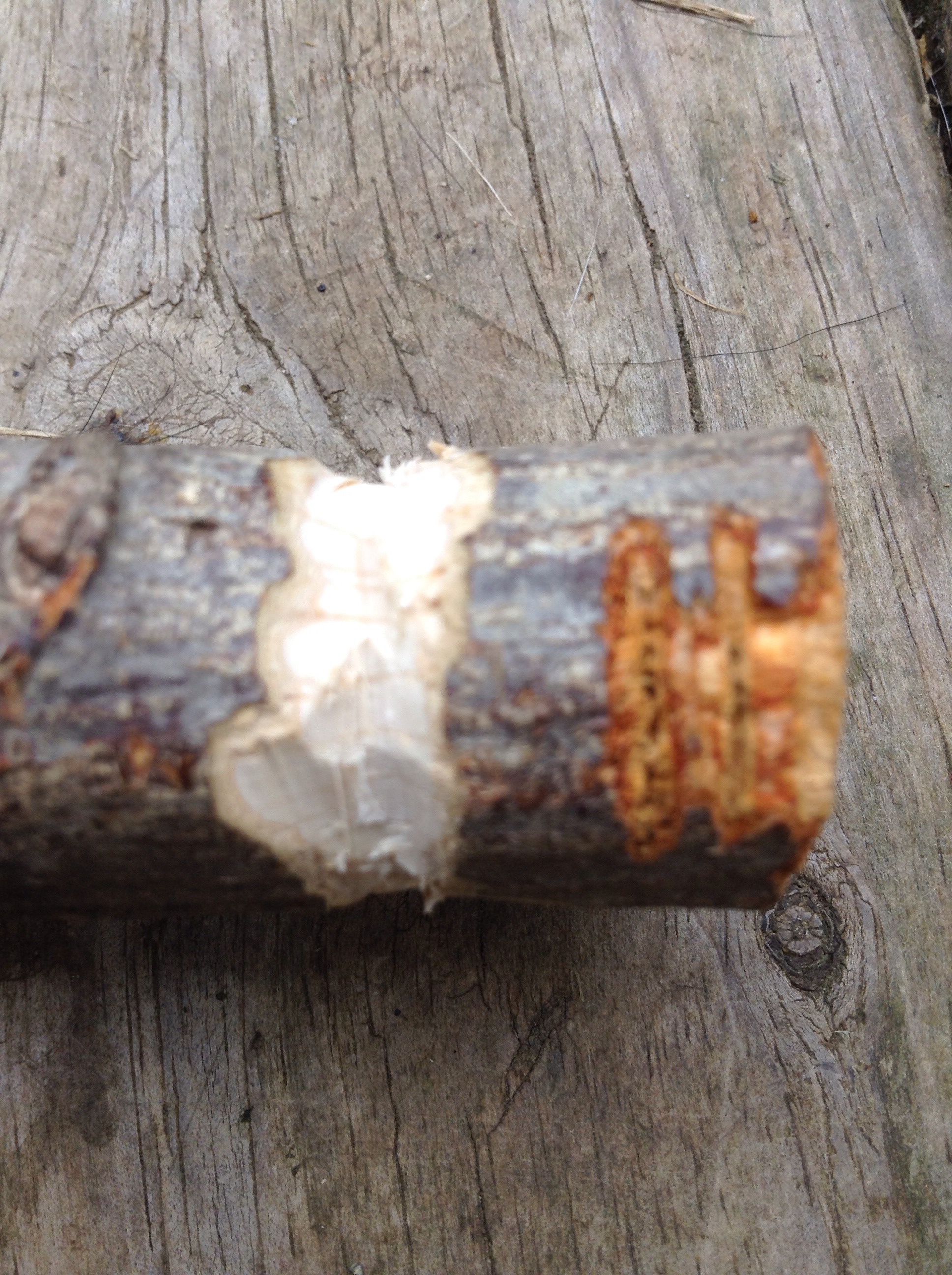 Friction Fire Making : 7 Steps (with Pictures) - Instructables