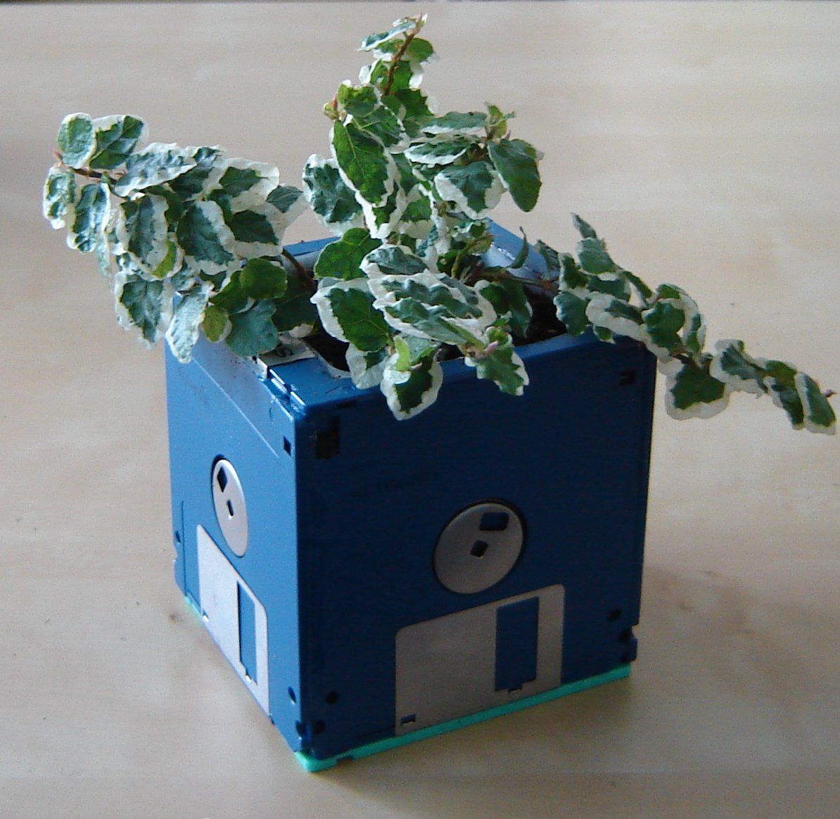 Floppy Disk Planter : 9 Steps (with Pictures) - Instructables