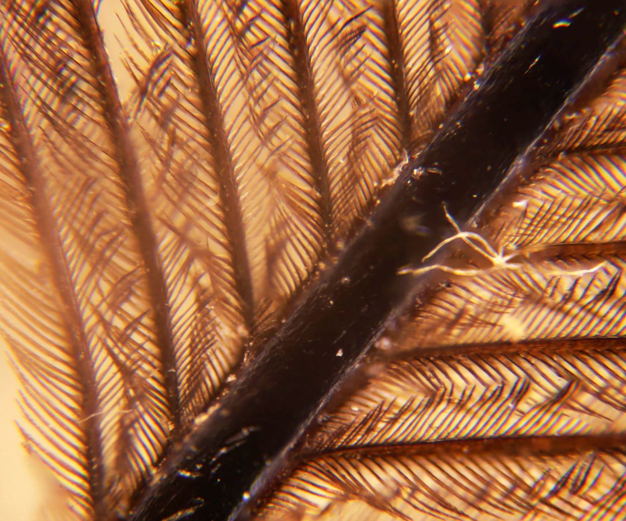 Focus Stacking : 8 Steps (with Pictures) - Instructables