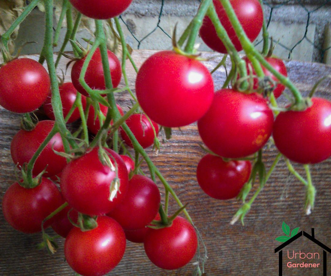 Container Gardening in Small Balcony or Space : 8 Steps (with Pictures ...