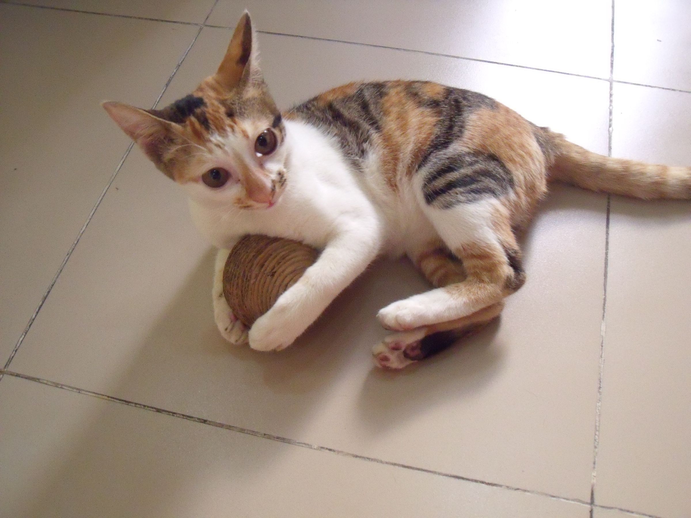 DIY Eco Friendly Cardboard Ball for Cat : 4 Steps (with Pictures ...