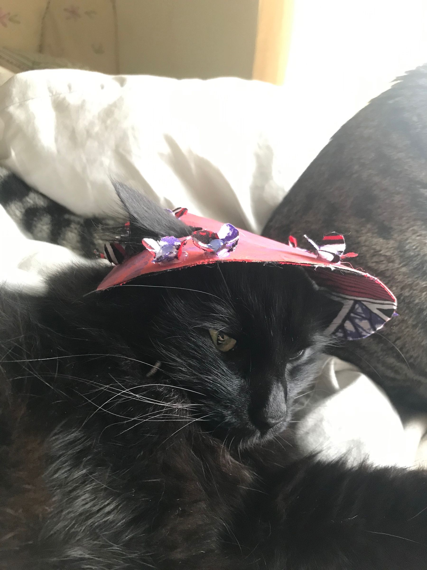 Cat Bonnets Out of Cardboard : 10 Steps - Instructables
