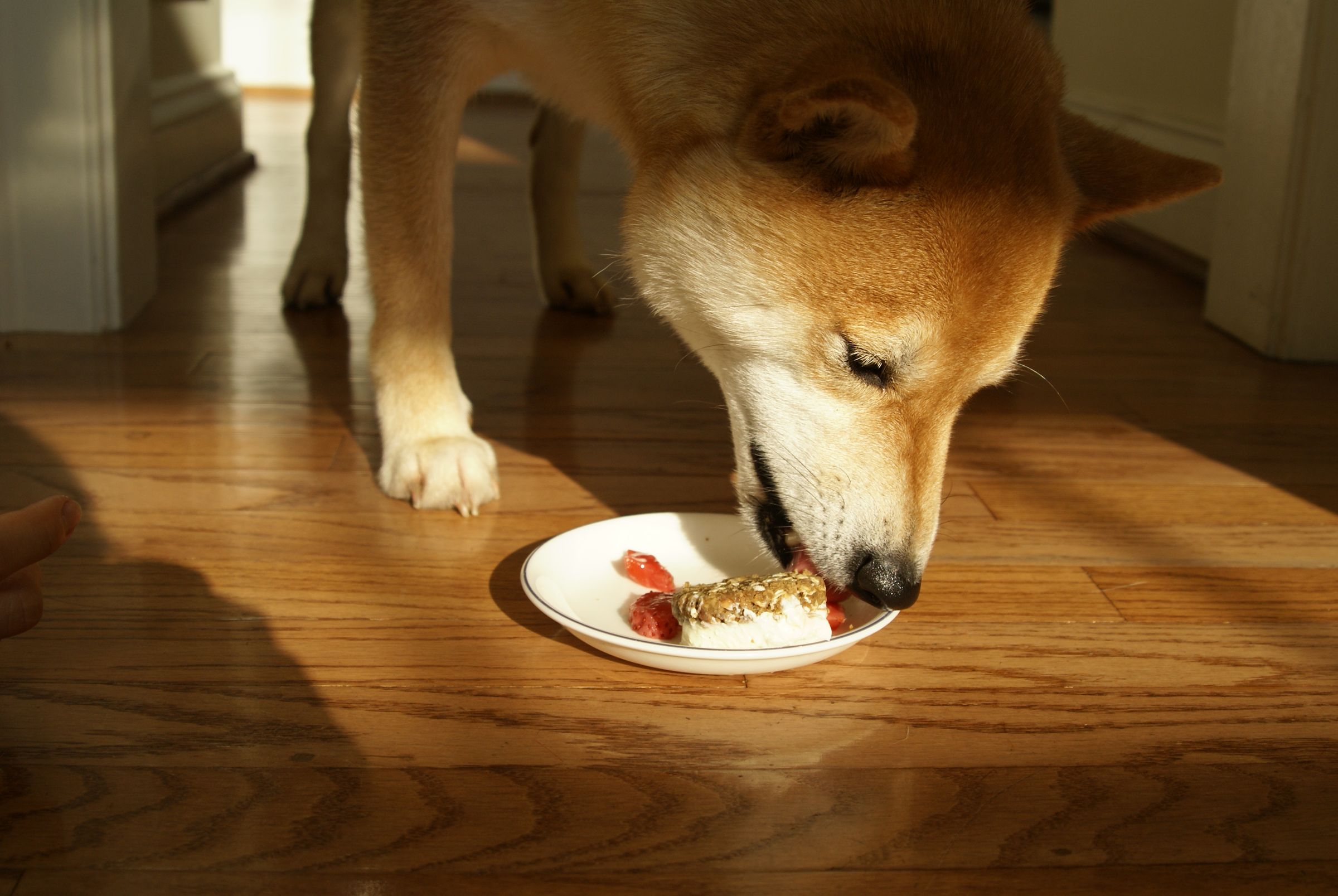 Dog Cheesecake Recipe : 9 Steps (with Pictures) - Instructables