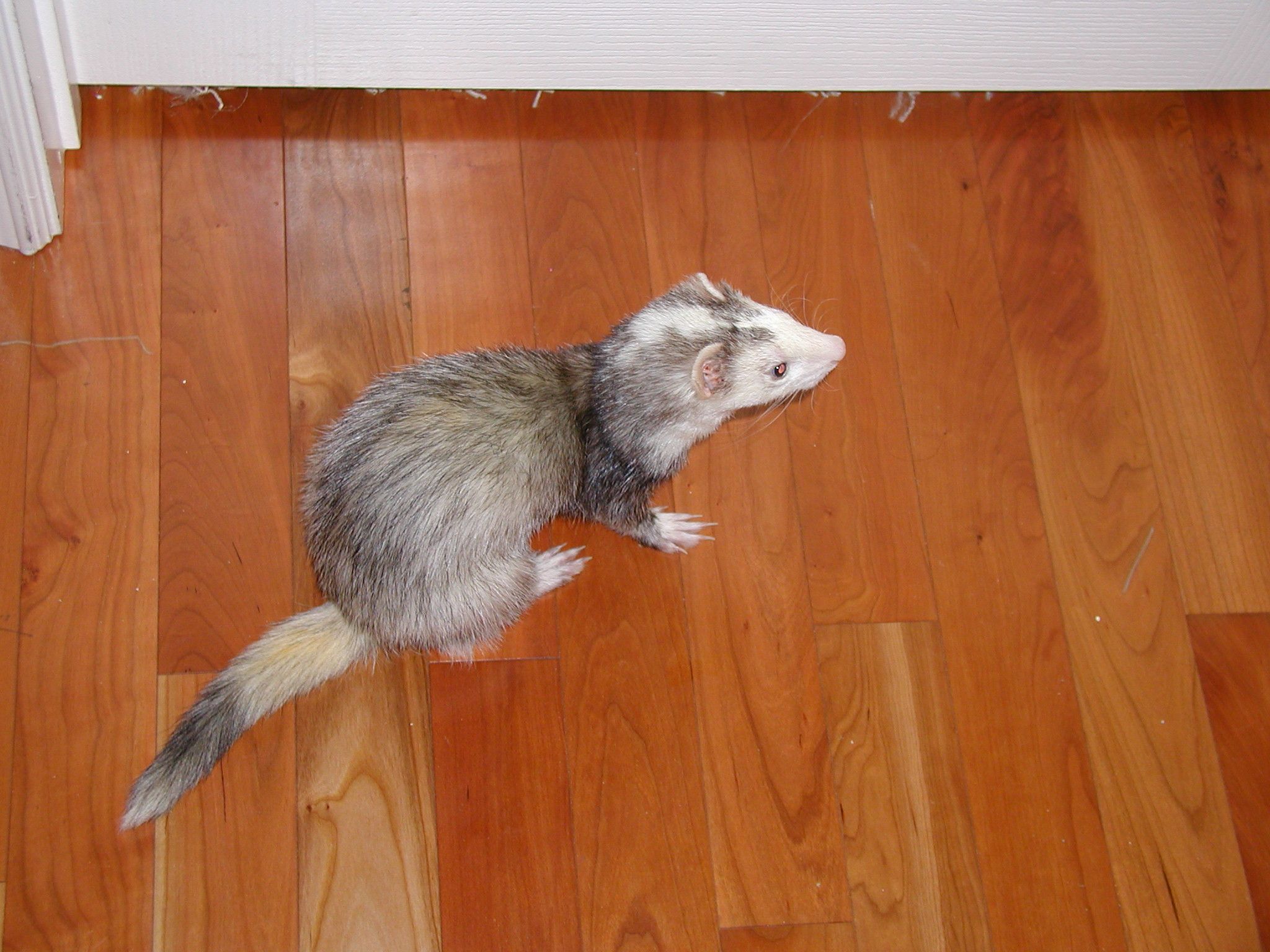 Intro to Ferrets : 5 Steps - Instructables