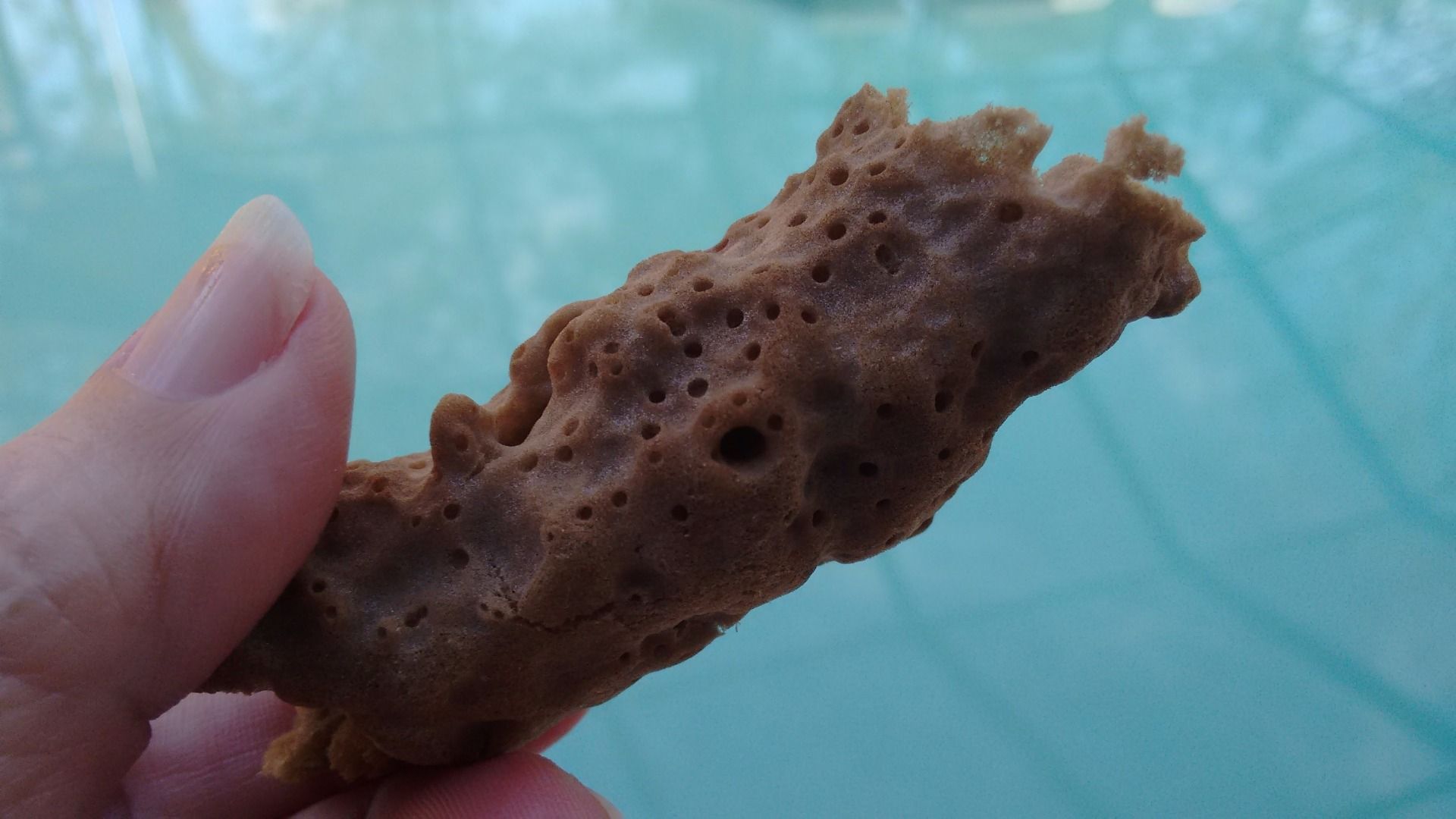 Sponging Up: Cleaning & Preserving Beachcombed Sponges : 10 Steps (with ...