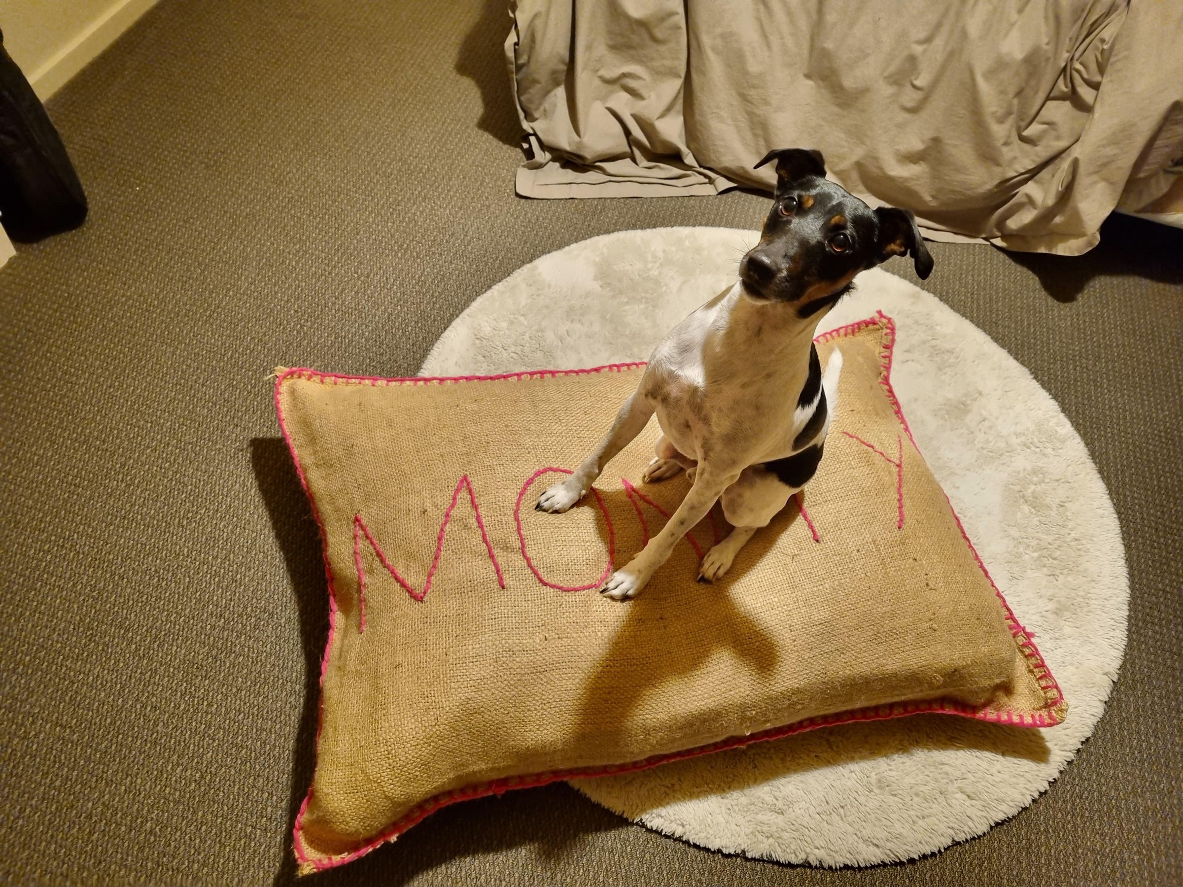 Dog Bean Bag From Recycled Materials : 4 Steps (with Pictures ...