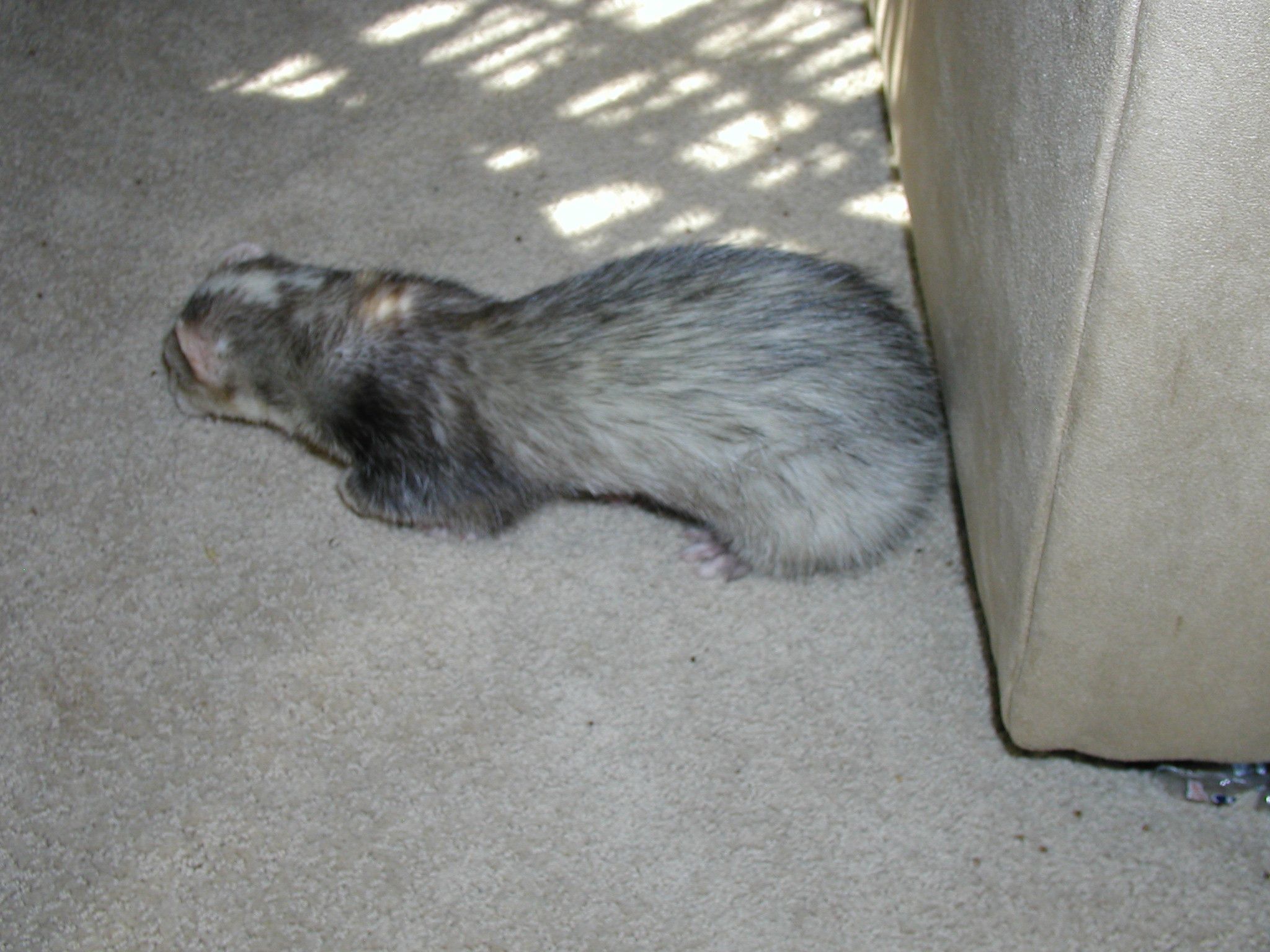 Intro to Ferrets : 5 Steps - Instructables