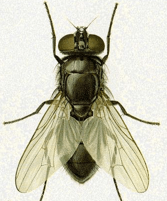 How to Catch a Fly - Instructables