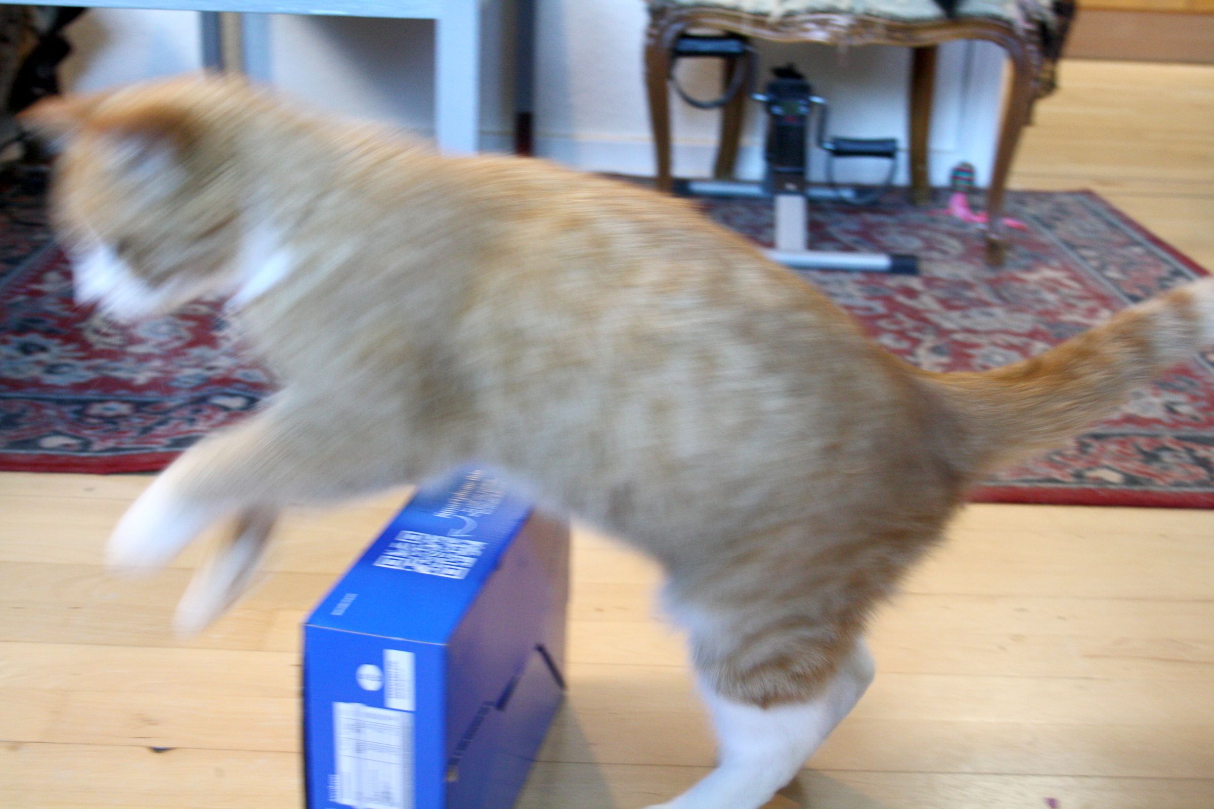 How to Clicker Train a Cat : 8 Steps (with Pictures) - Instructables
