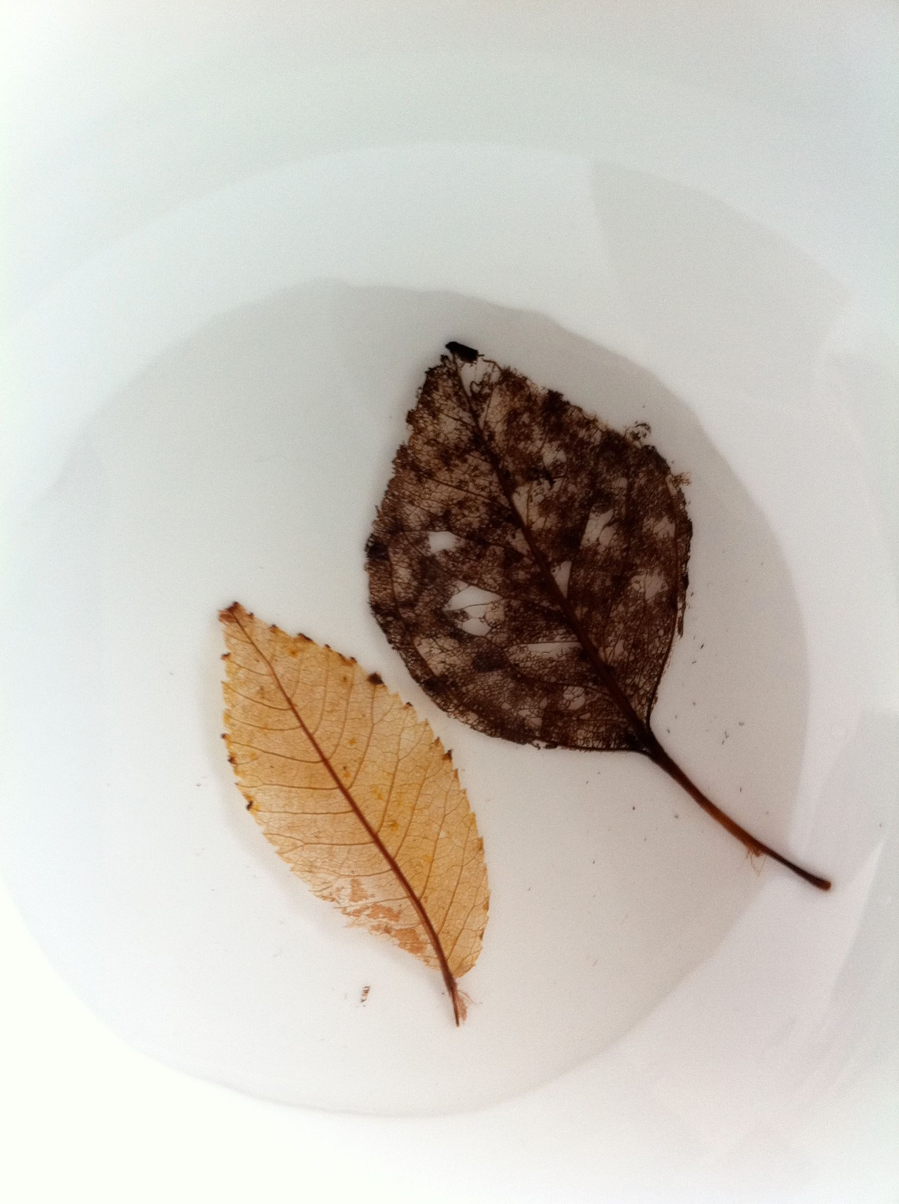 Leaf Skeletonization : 6 Steps (with Pictures) - Instructables