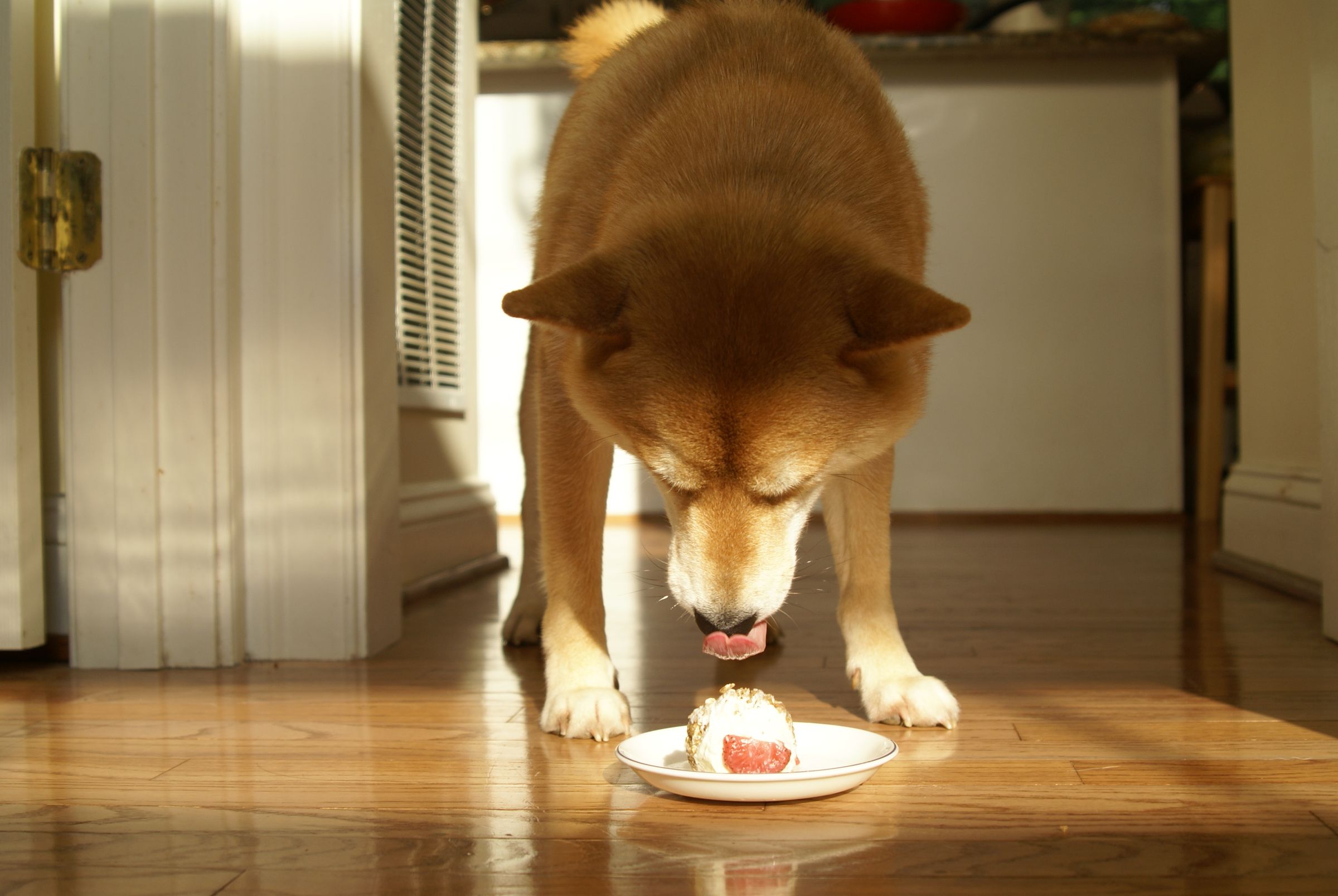 Dog Cheesecake Recipe : 9 Steps (with Pictures) - Instructables