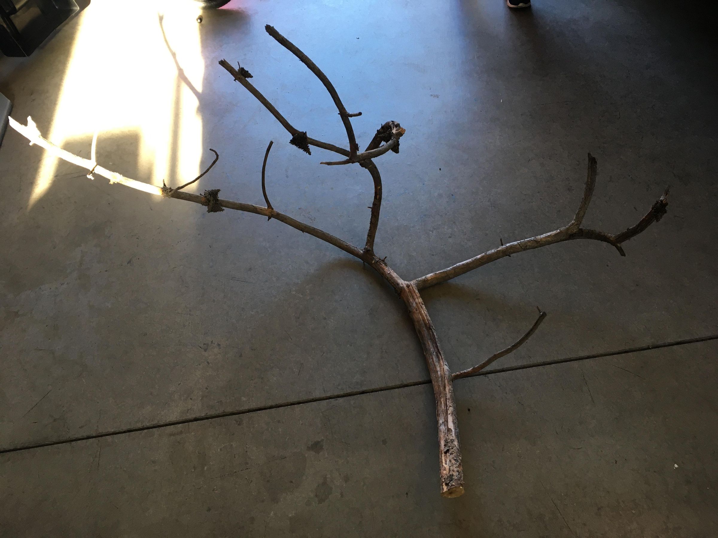 Wooden Deer Head : 11 Steps (with Pictures) - Instructables