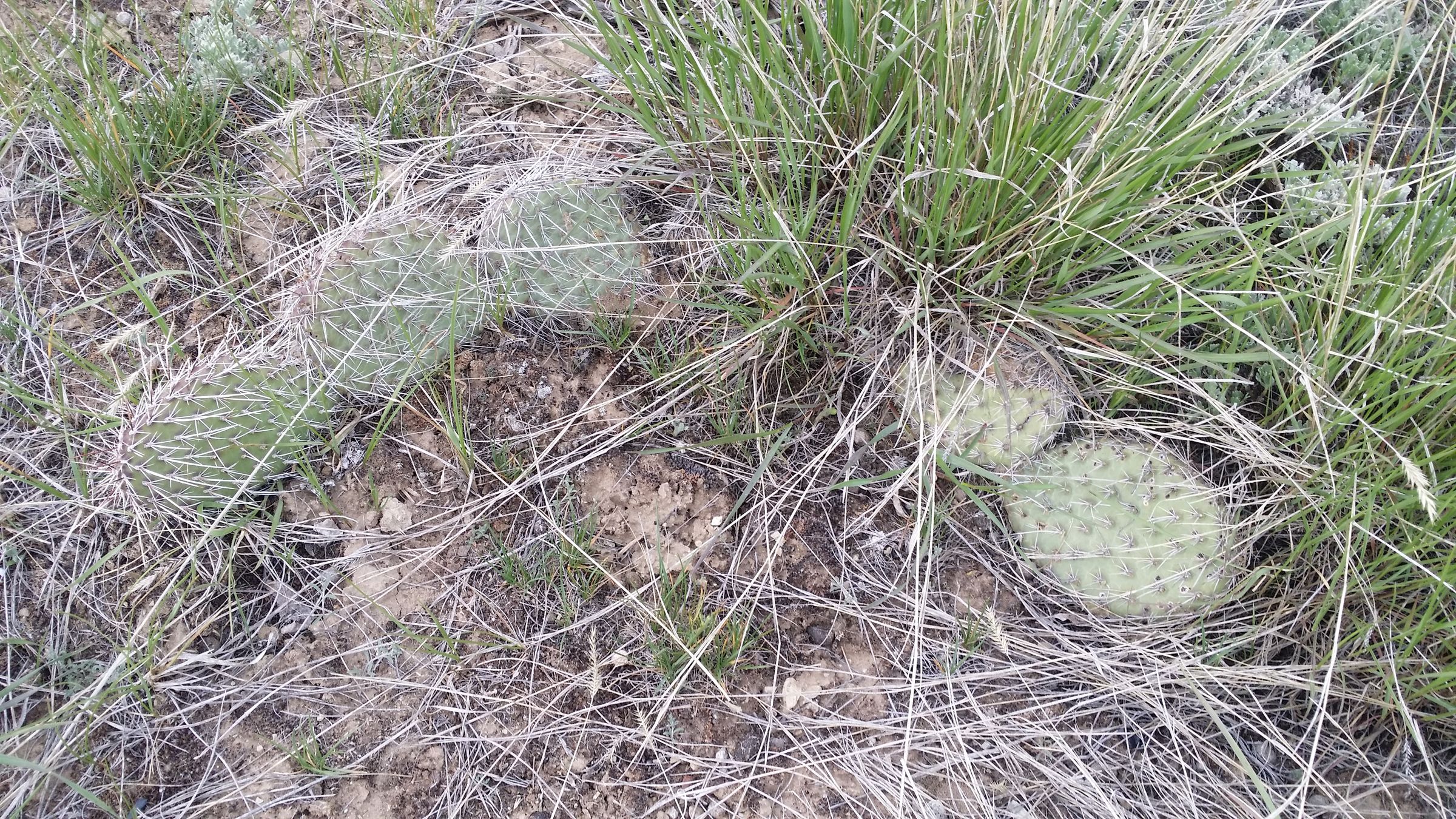 Cinco De Mayo Fried Cactus (Nopales) : 3 Steps (with Pictures ...