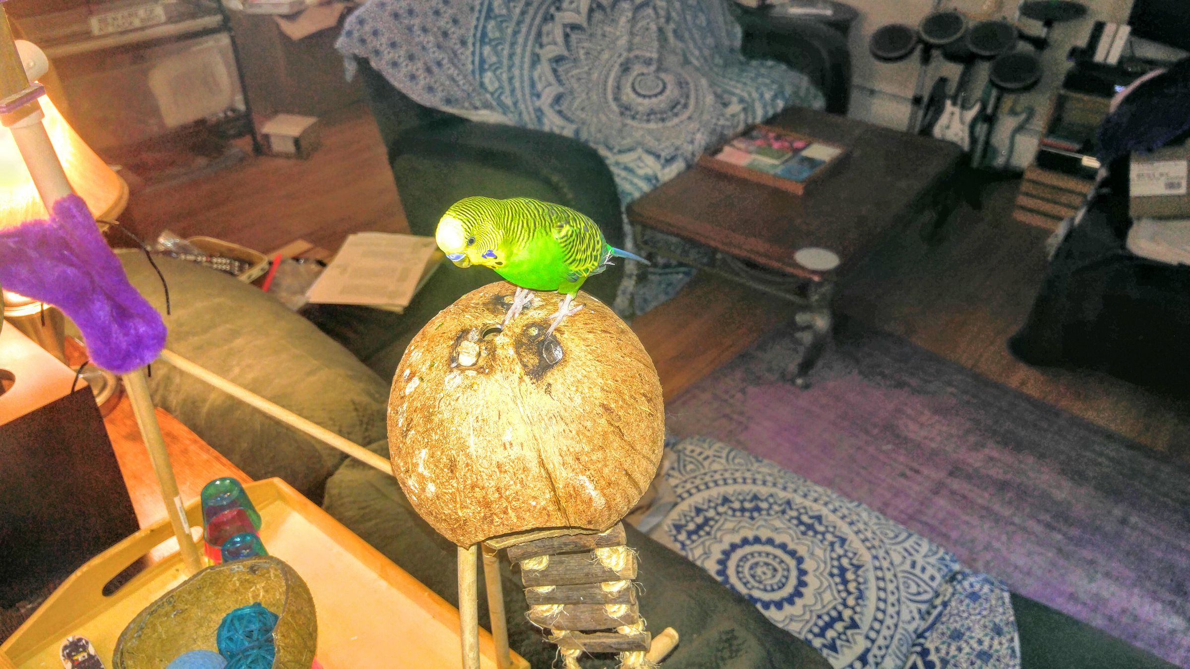 Parakeet Playground : 9 Steps - Instructables