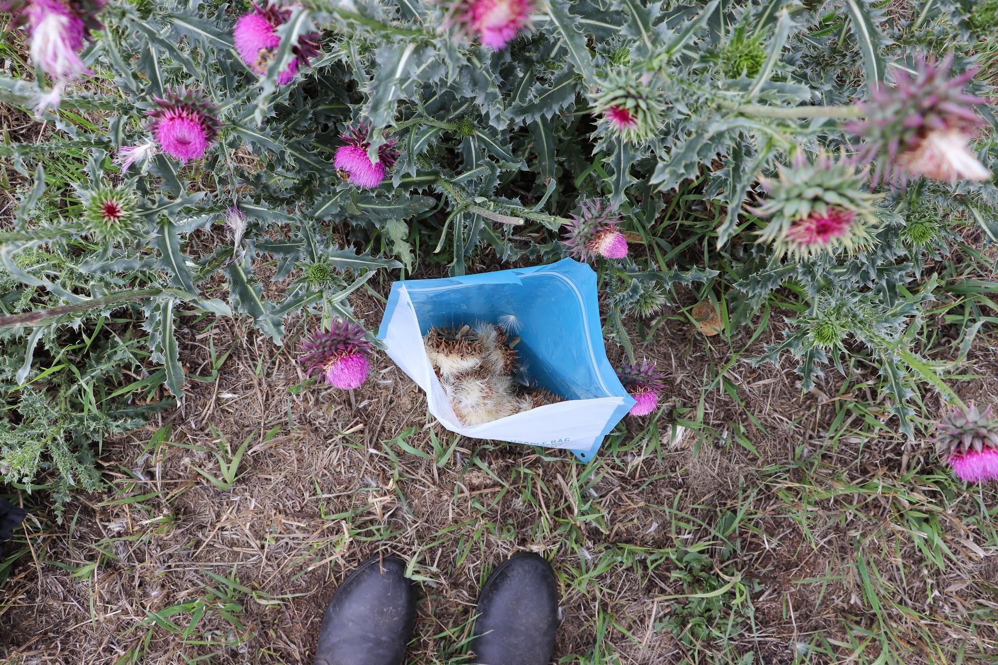 How to Gather Wildflower Seeds : 7 Steps (with Pictures) - Instructables