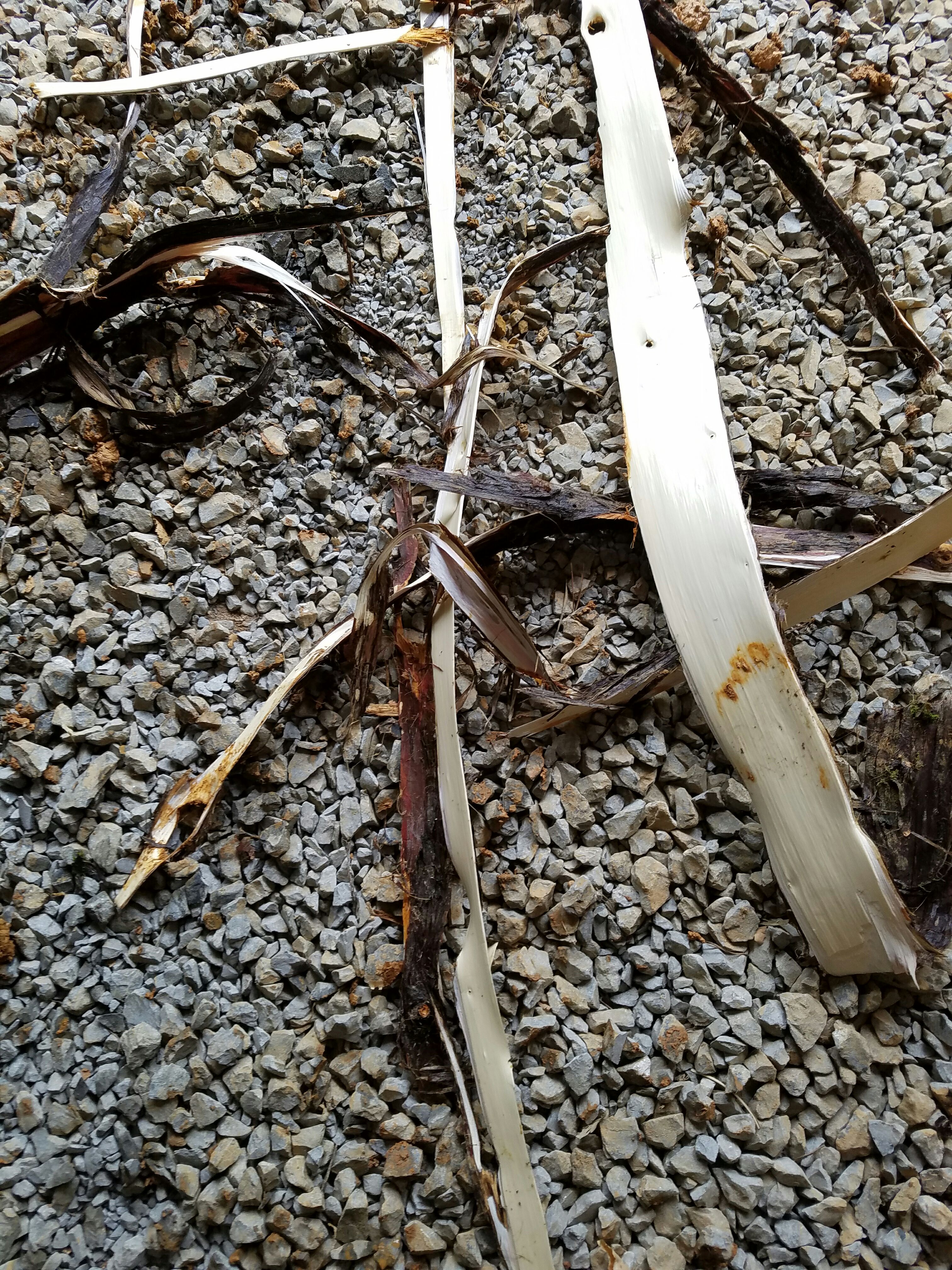 Turning Cedar Trees Into Walking Sticks : 12 Steps (with Pictures ...