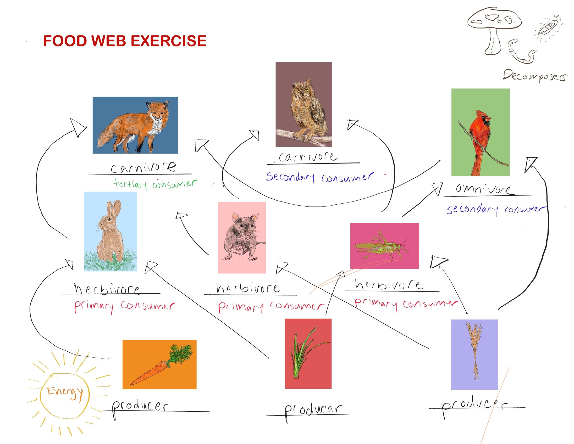 Food Web Activity- Kinesthetic and Visual Learning : 5 Steps (with ...