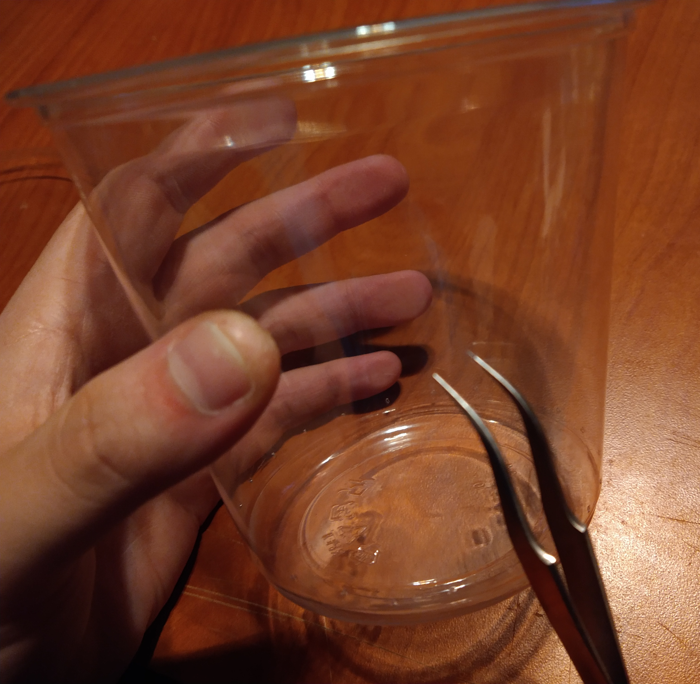 Perfect Praying Mantis Cups : 9 Steps (with Pictures) - Instructables