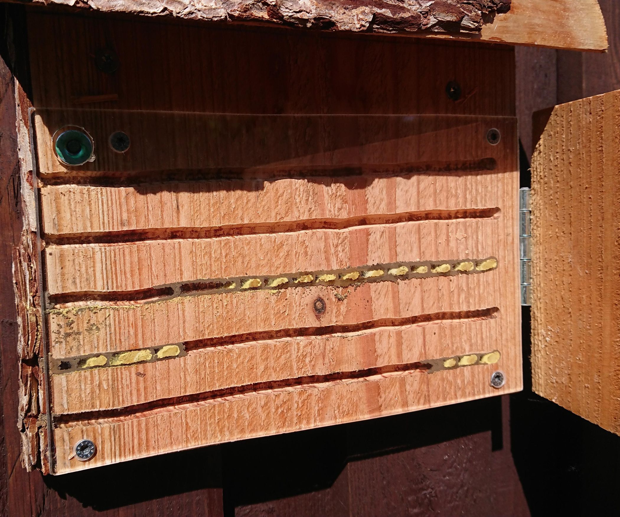 Bee Observatory : 4 Steps (with Pictures) - Instructables