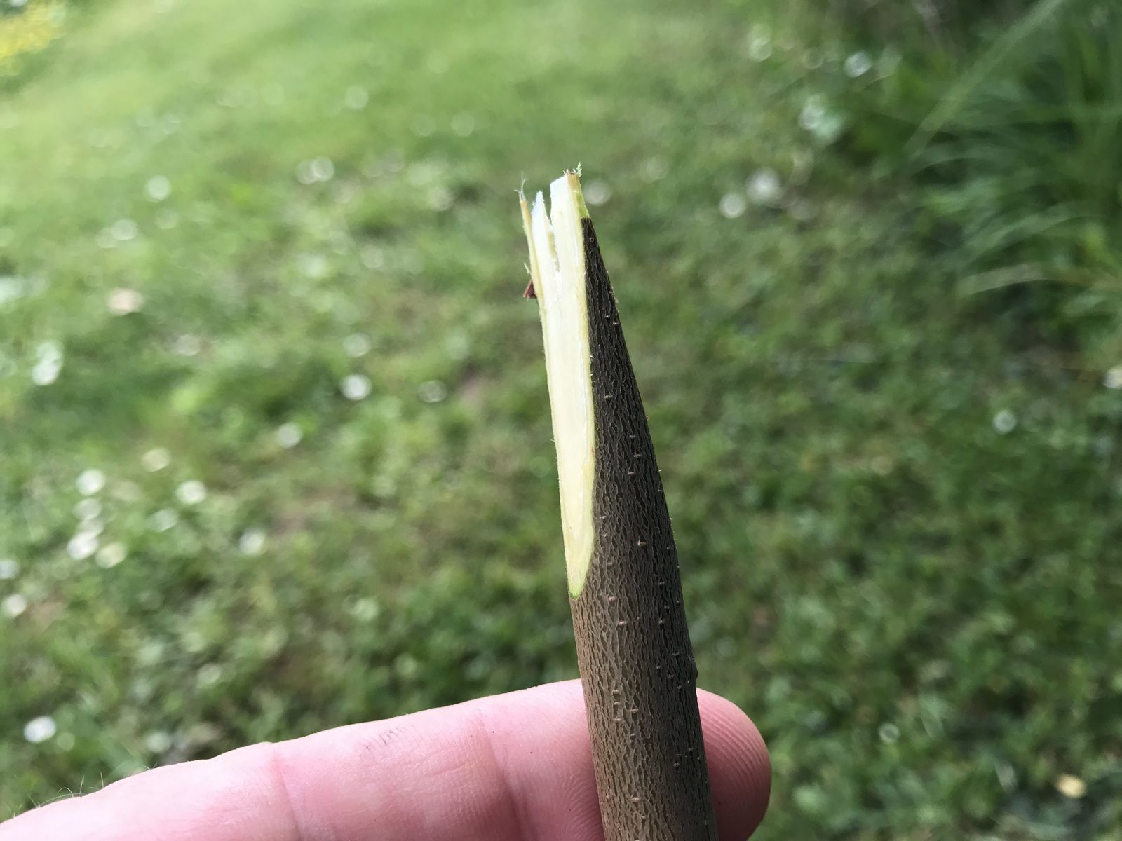 Simple Grafting Without Special Tools : 7 Steps (with Pictures ...