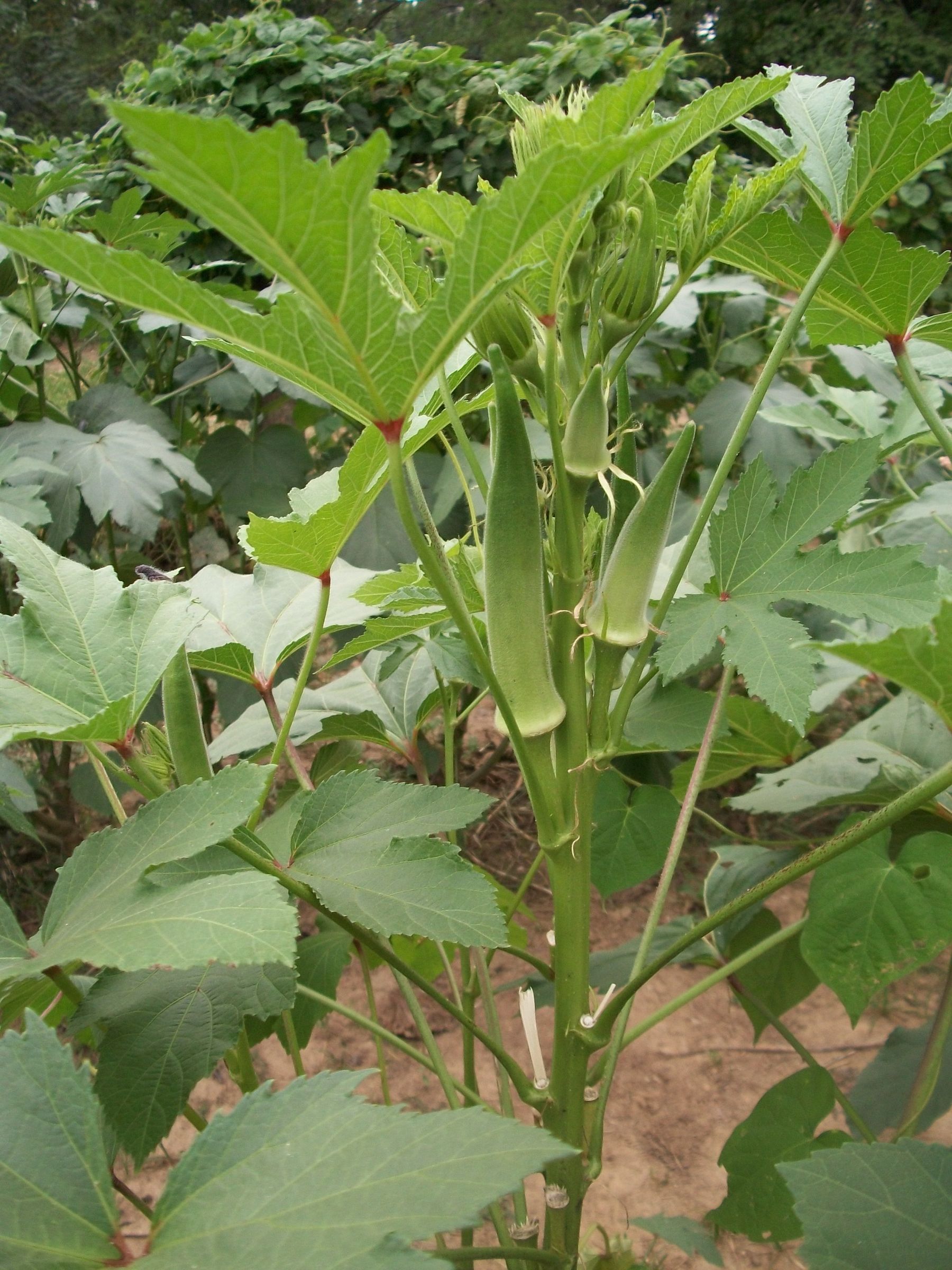 Okra, Corn and Tomatoes : 3 Steps (with Pictures) - Instructables