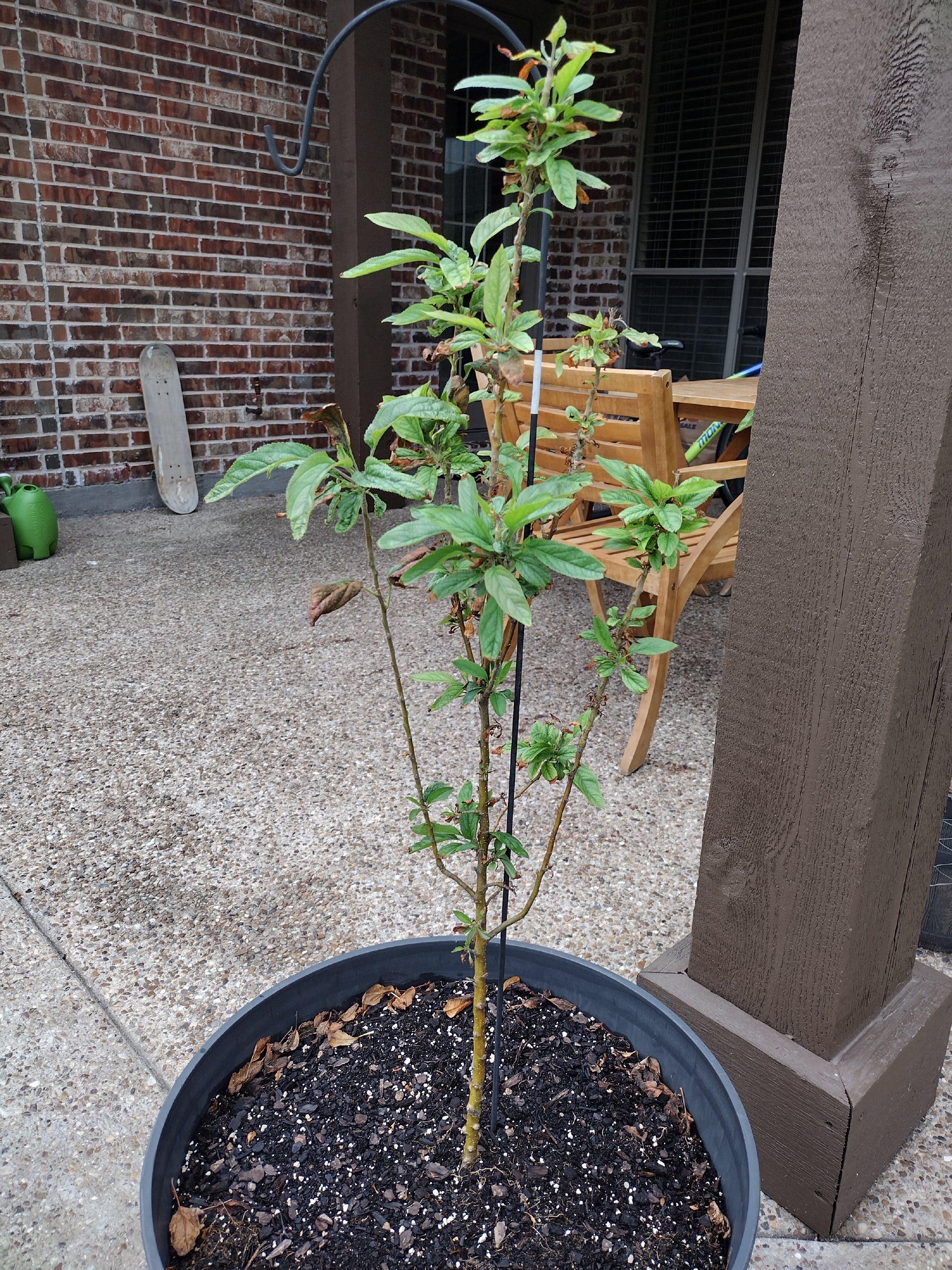 Monitoring a Plant Using PubSub+, Raspberry Pi and Flutter : 4 Steps ...