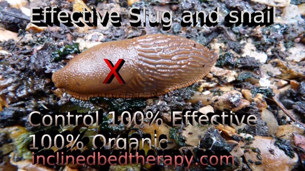 Homemade Snail Killer