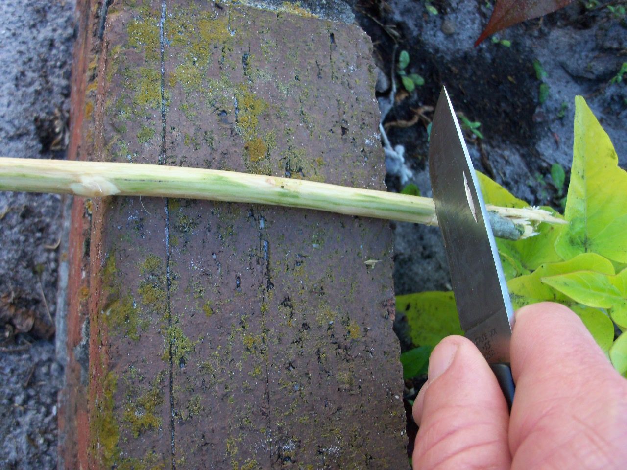 I Have a Whammy Diddle in My Pocket - How to Make a Gee-haw Stick Toy ...