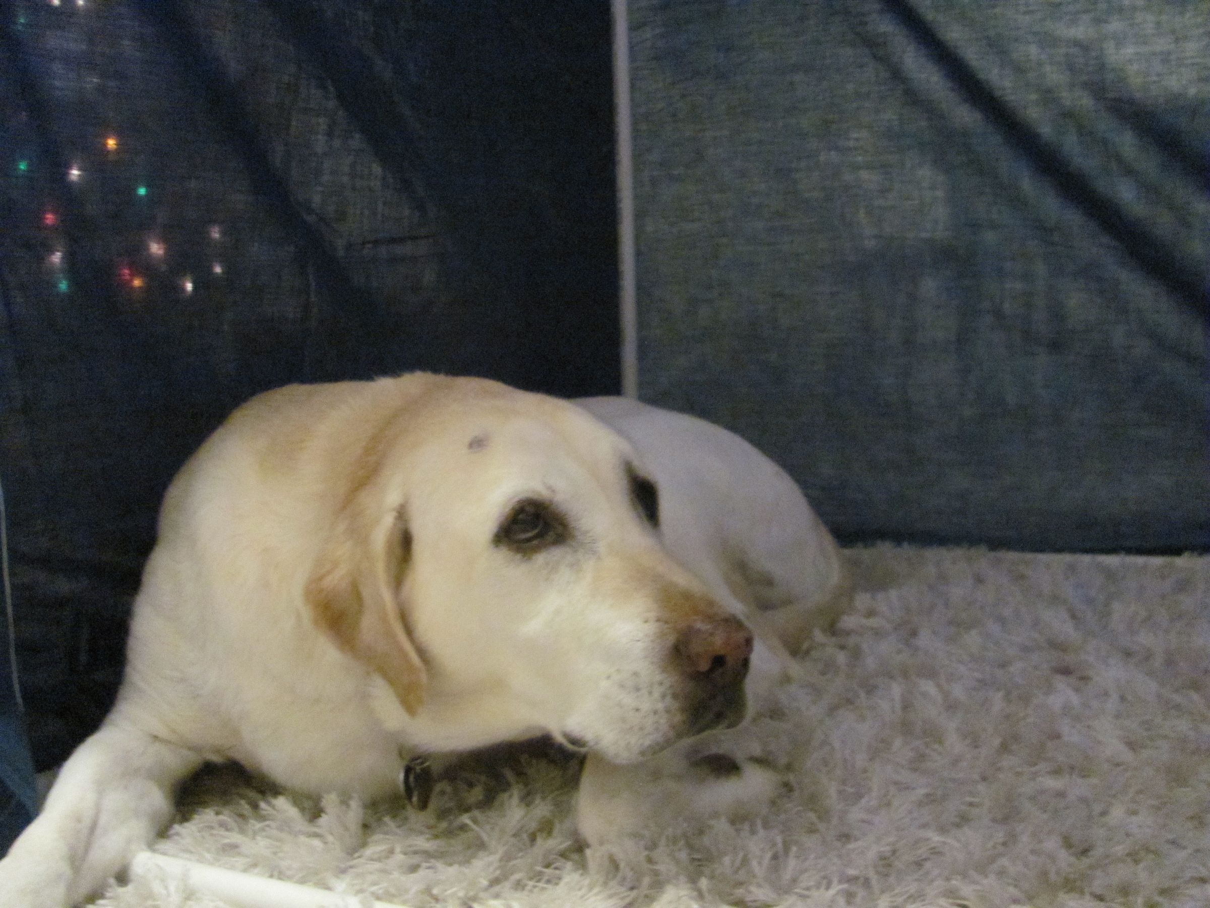 PVC Blanket Fort Kit : 4 Steps (with Pictures) - Instructables