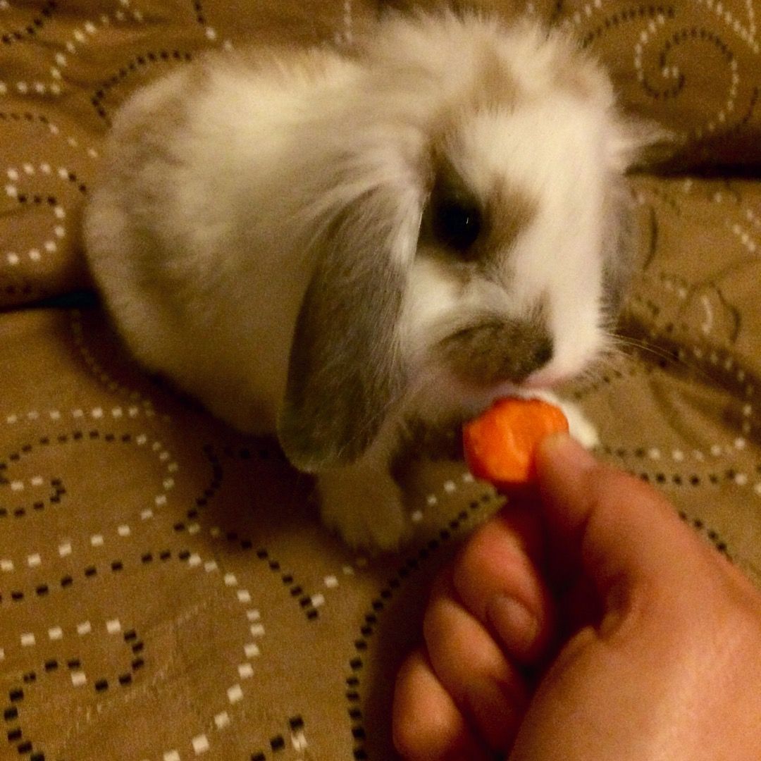 How to Teach Your Bunny Simple Tricks! : 3 Steps (with Pictures ...
