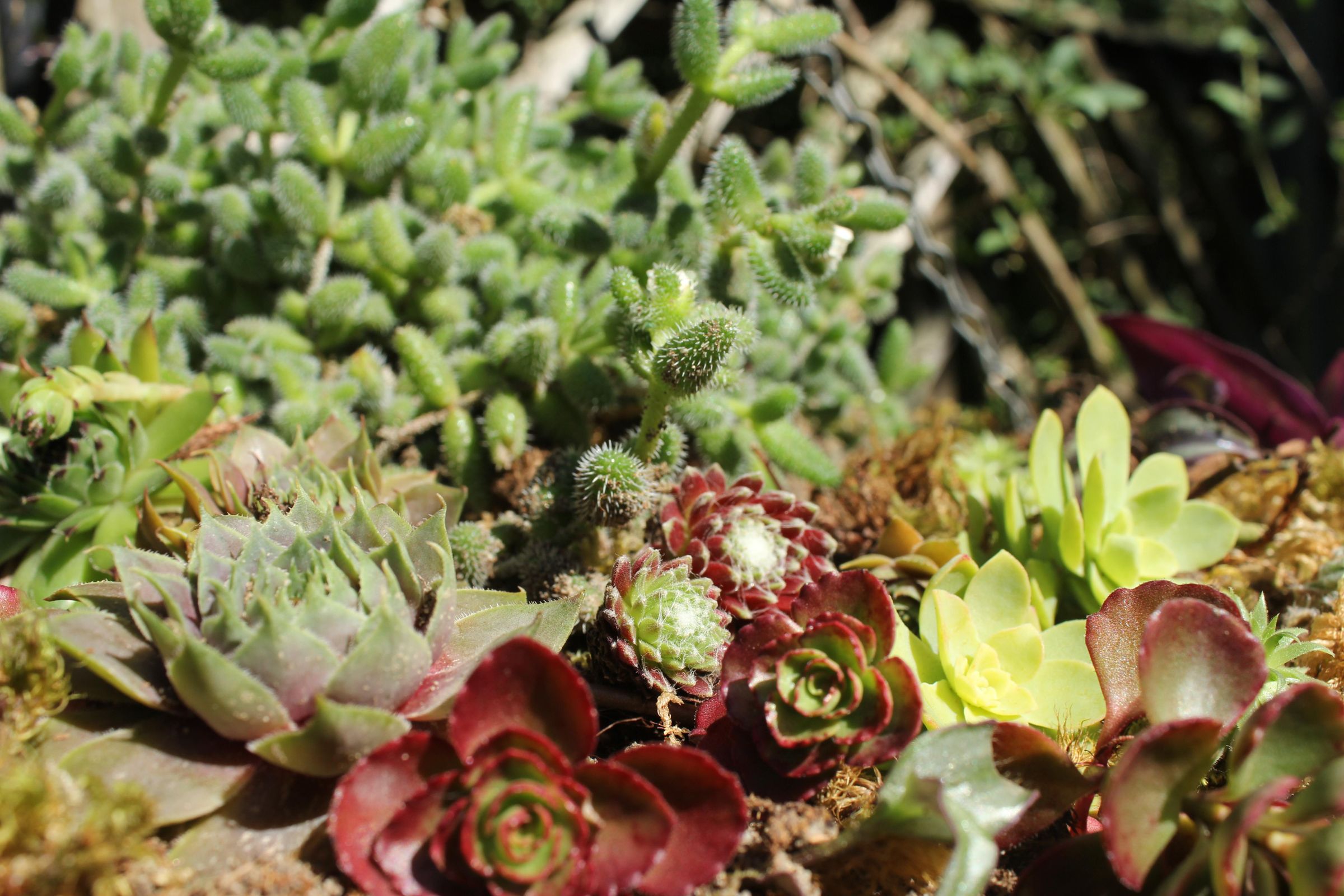 Lampshade to Planter Conversion : 6 Steps (with Pictures) - Instructables