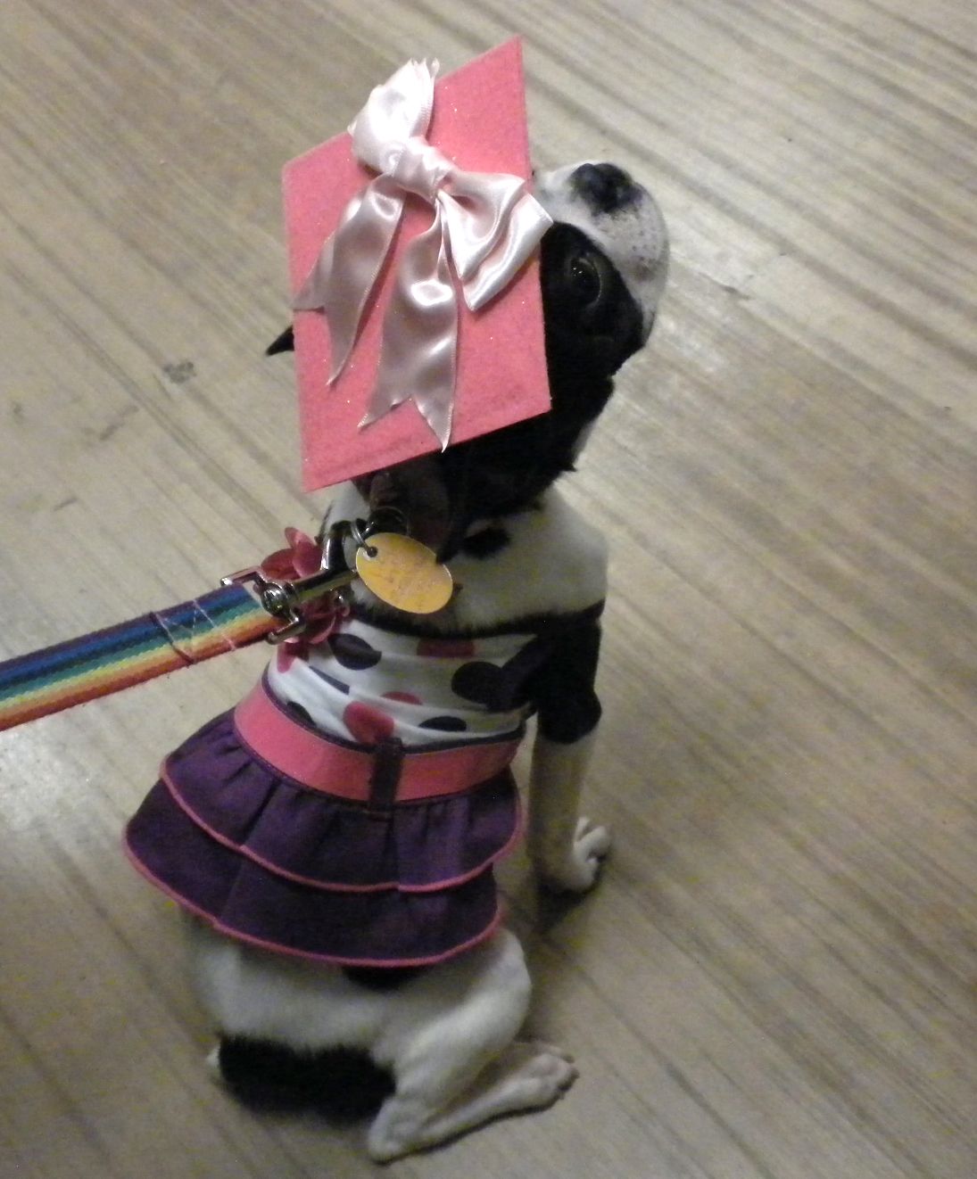 Pet Graduation Caps! : 4 Steps (with Pictures) - Instructables